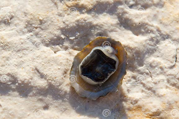 Patella sea snails stock photo. Image of aquatic, shell - 254940744
