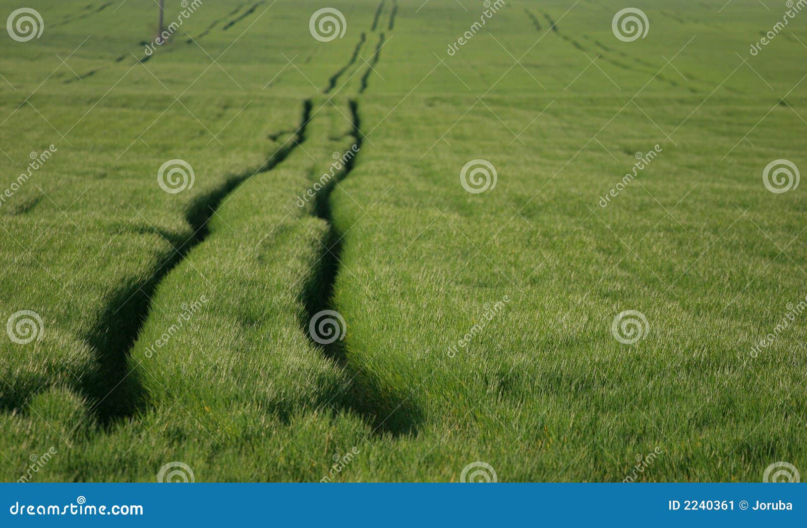 Path stock image. Image of green, trace, field, cereal - 2240361
