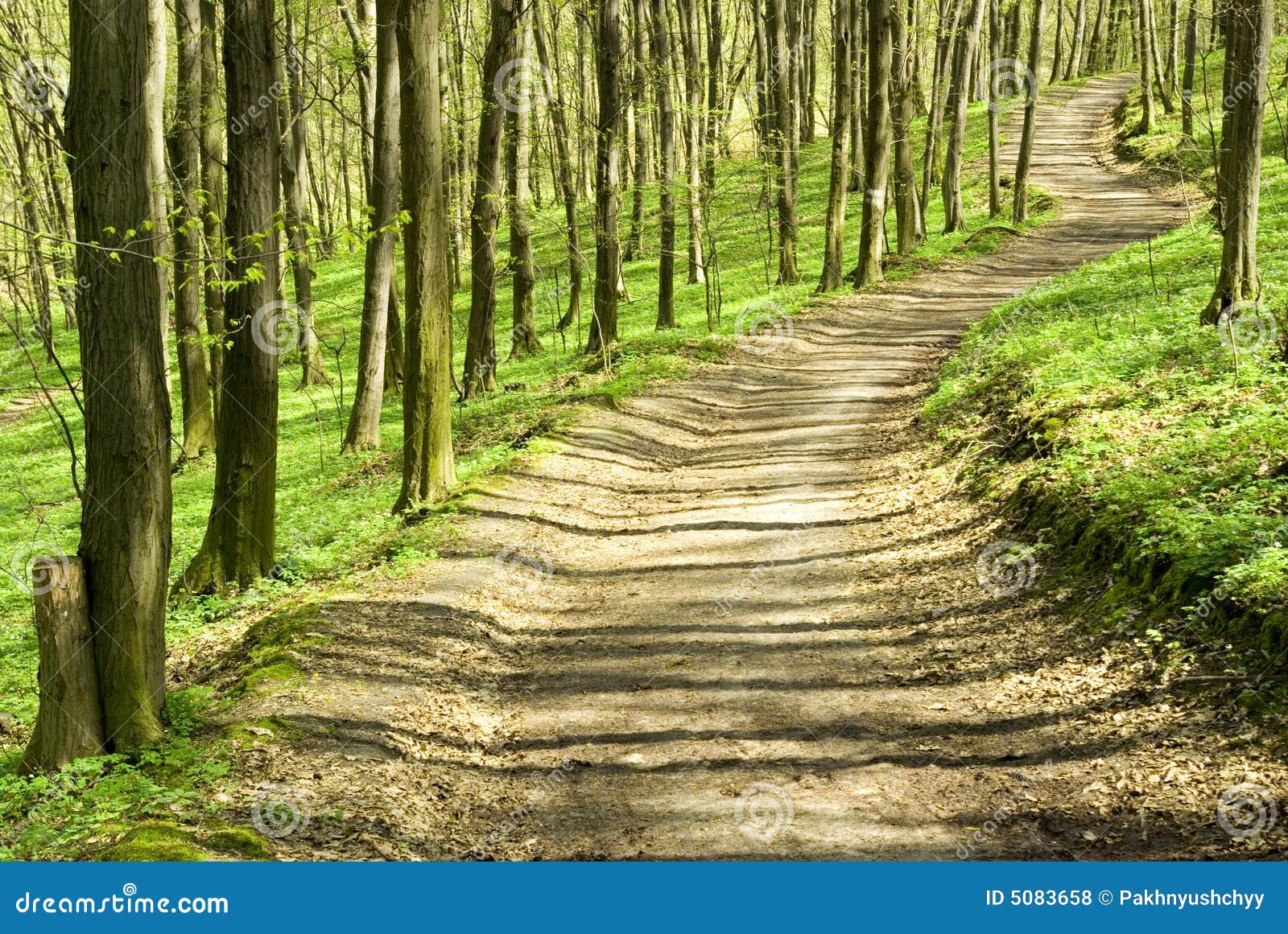 Path stock photo. Image of nature, misty, shadow, soft - 5083658