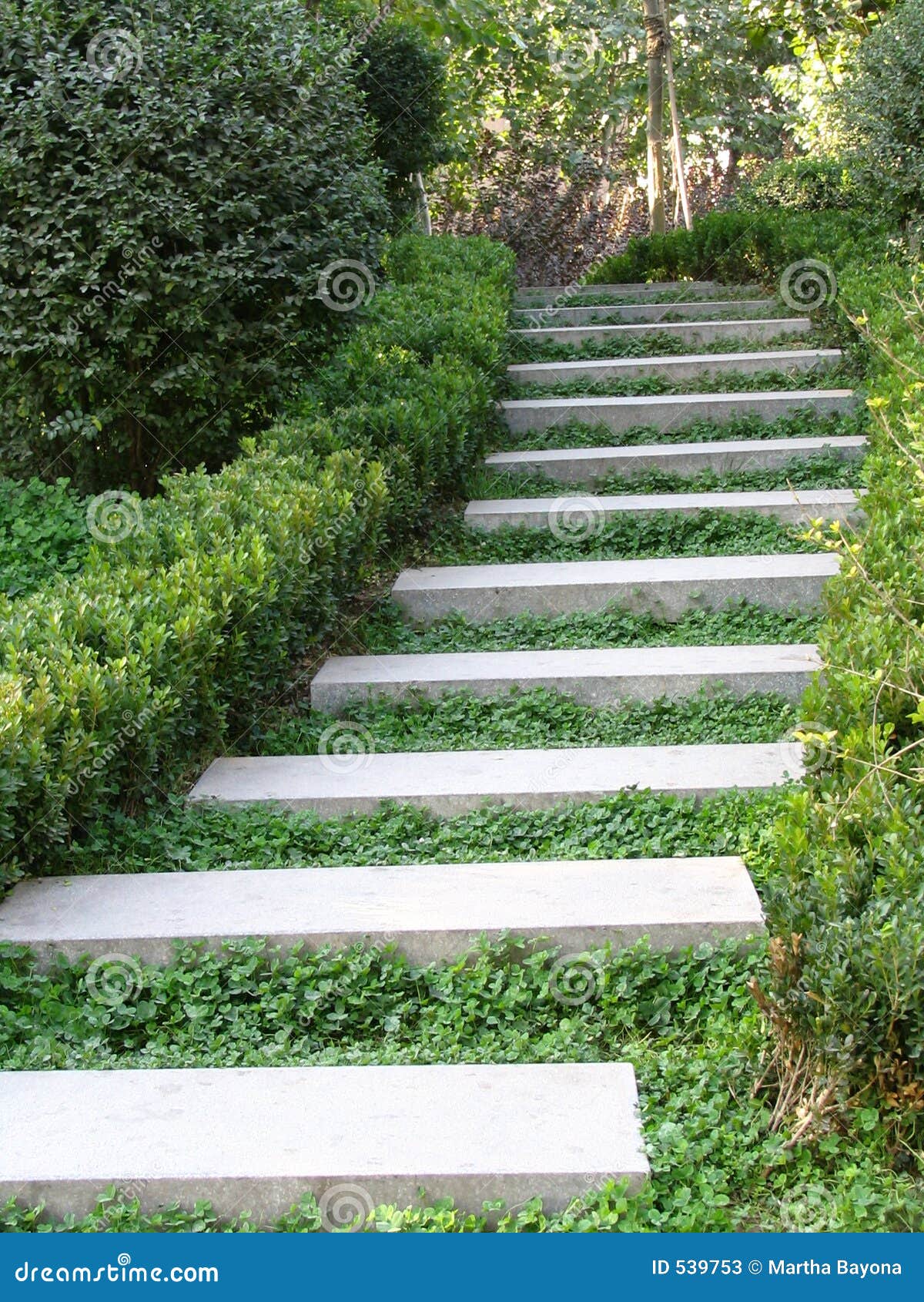 Path stock image. Image of vista, passageway, stairs, trees - 539753