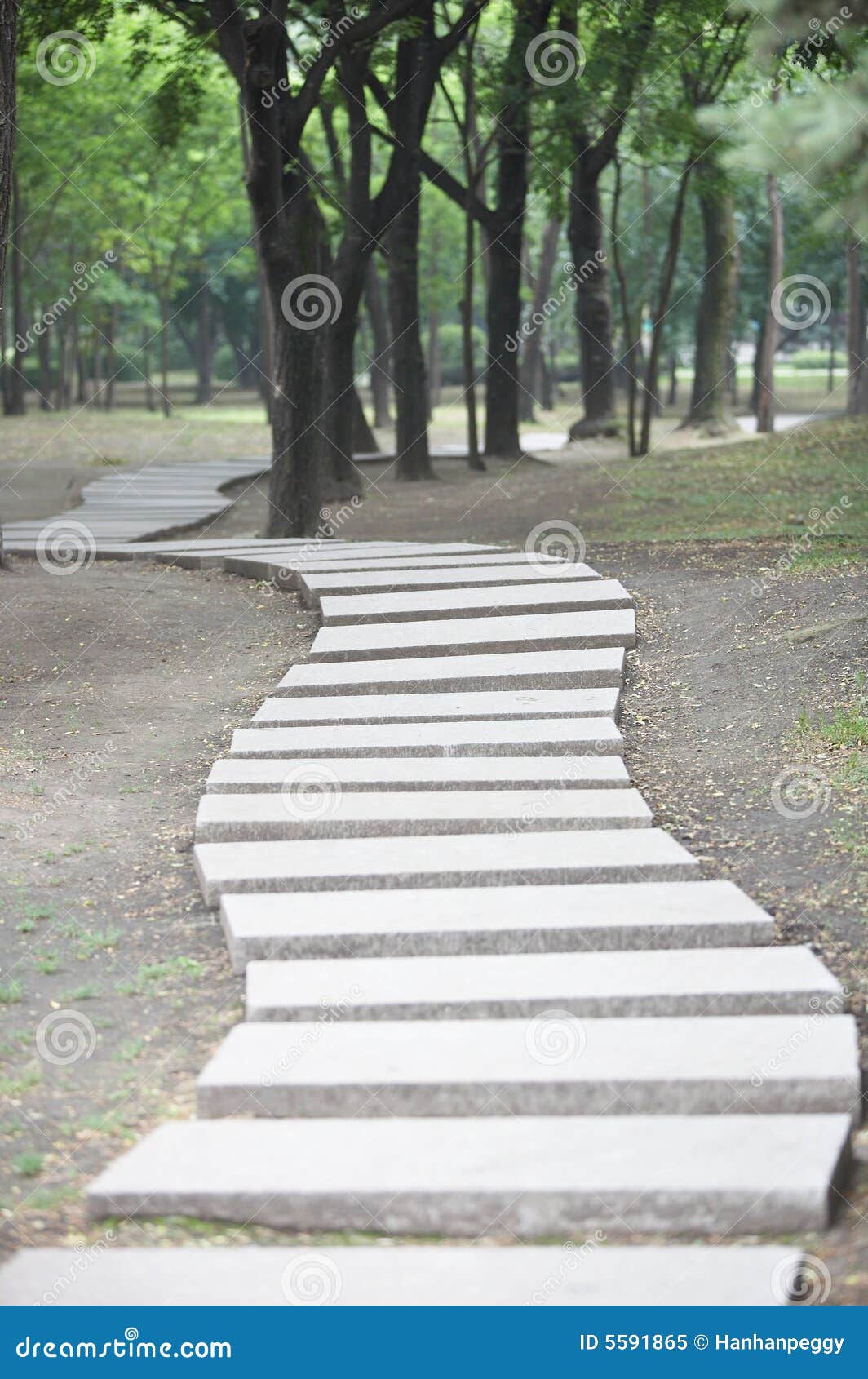 Path stock image. Image of forest, footpath, branch, curved - 5591865