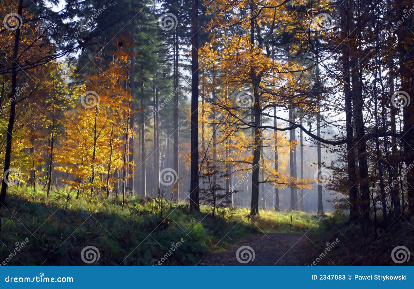 Path across the forest stock image. Image of insulated - 2347083