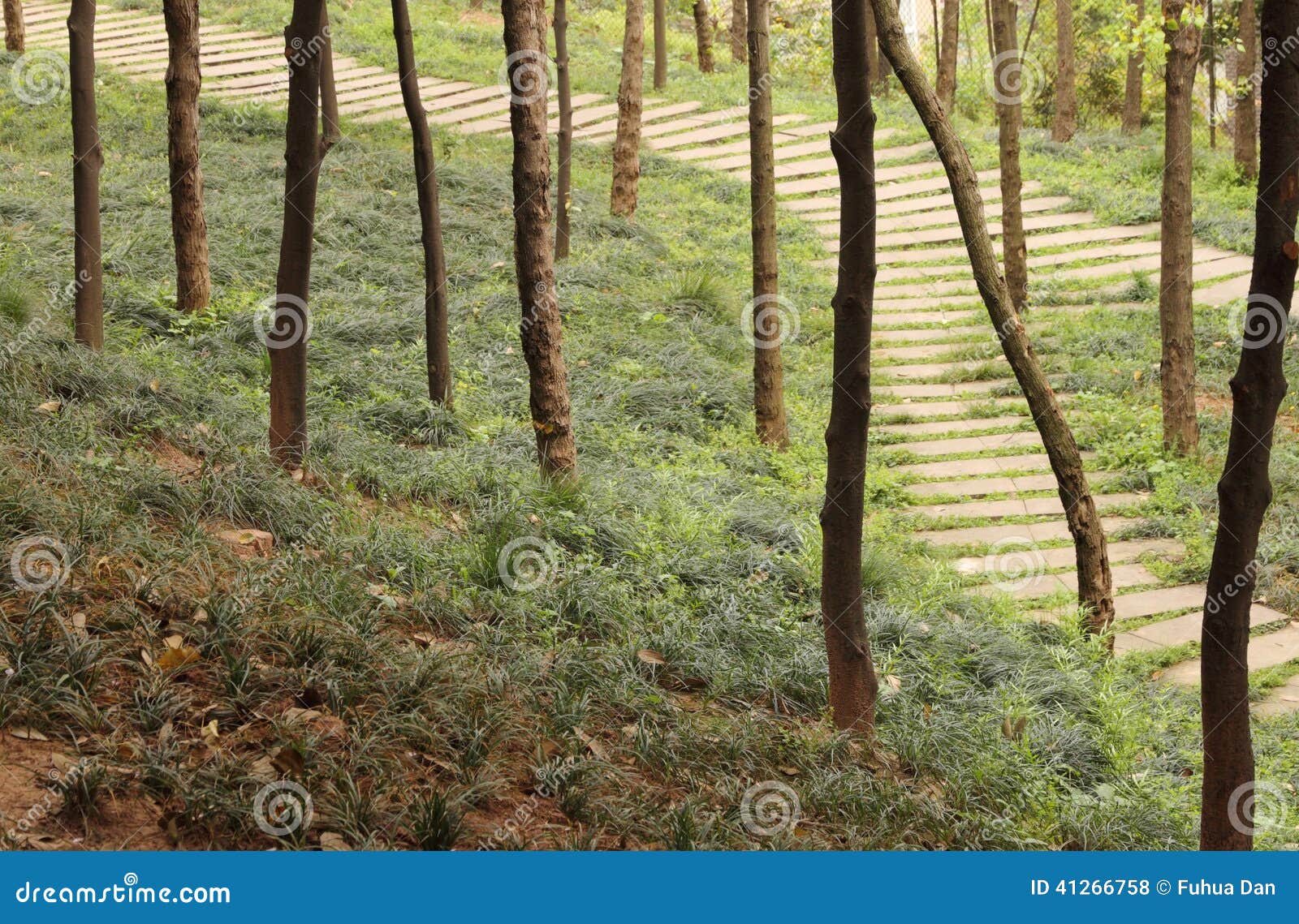 Path stock photo. Image of plant, green, grass, tree - 41266758
