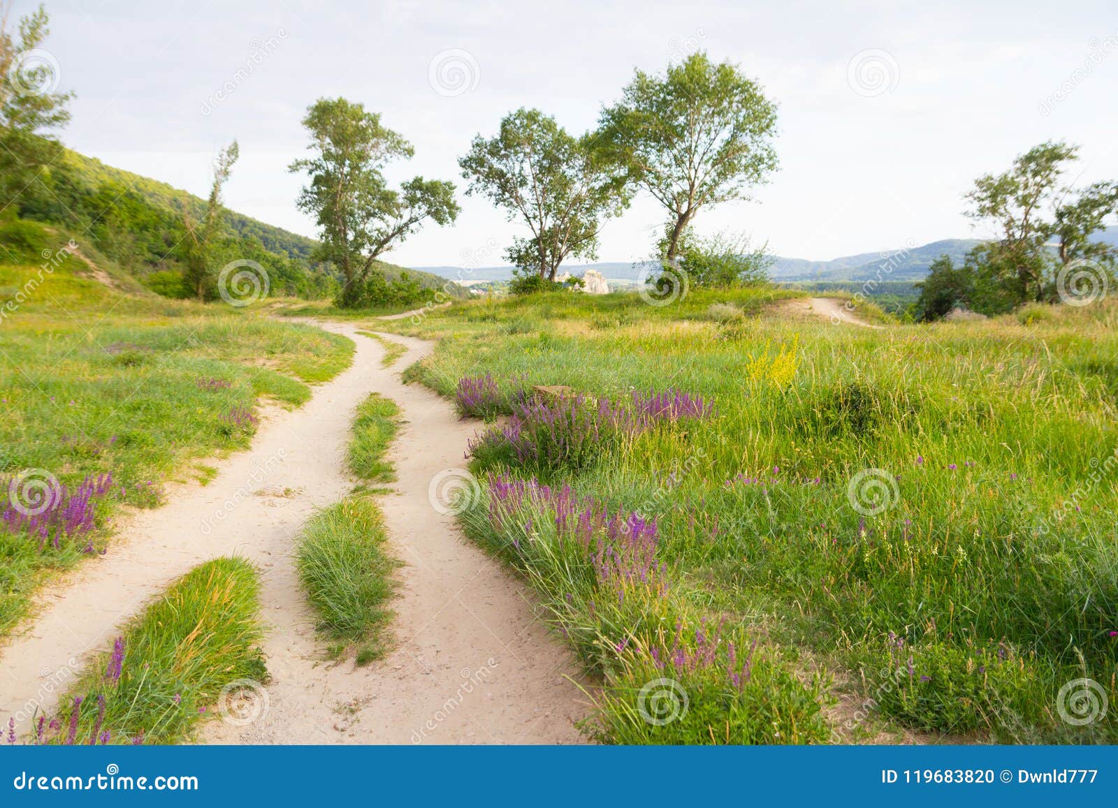 Meadow path with flowers stock photo. Image of summer - 119683820