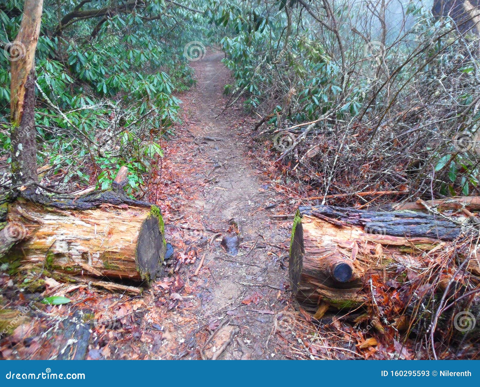 The Path Ahead stock image. Image of trail, path, forest - 160295593