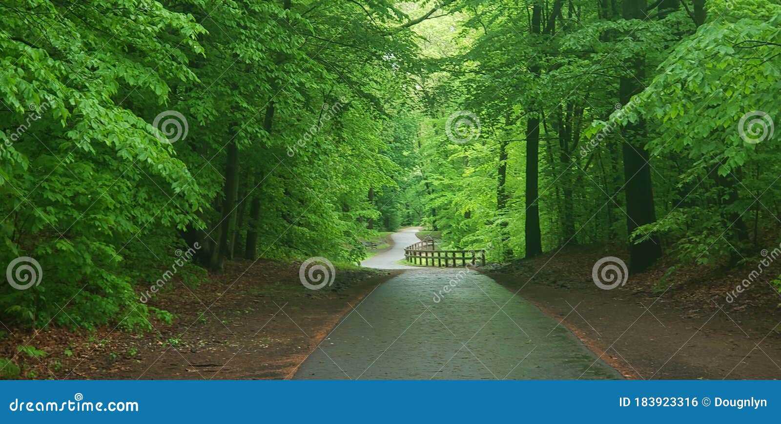 The Path Ahead stock photo. Image of trees, trail, walking - 183923316