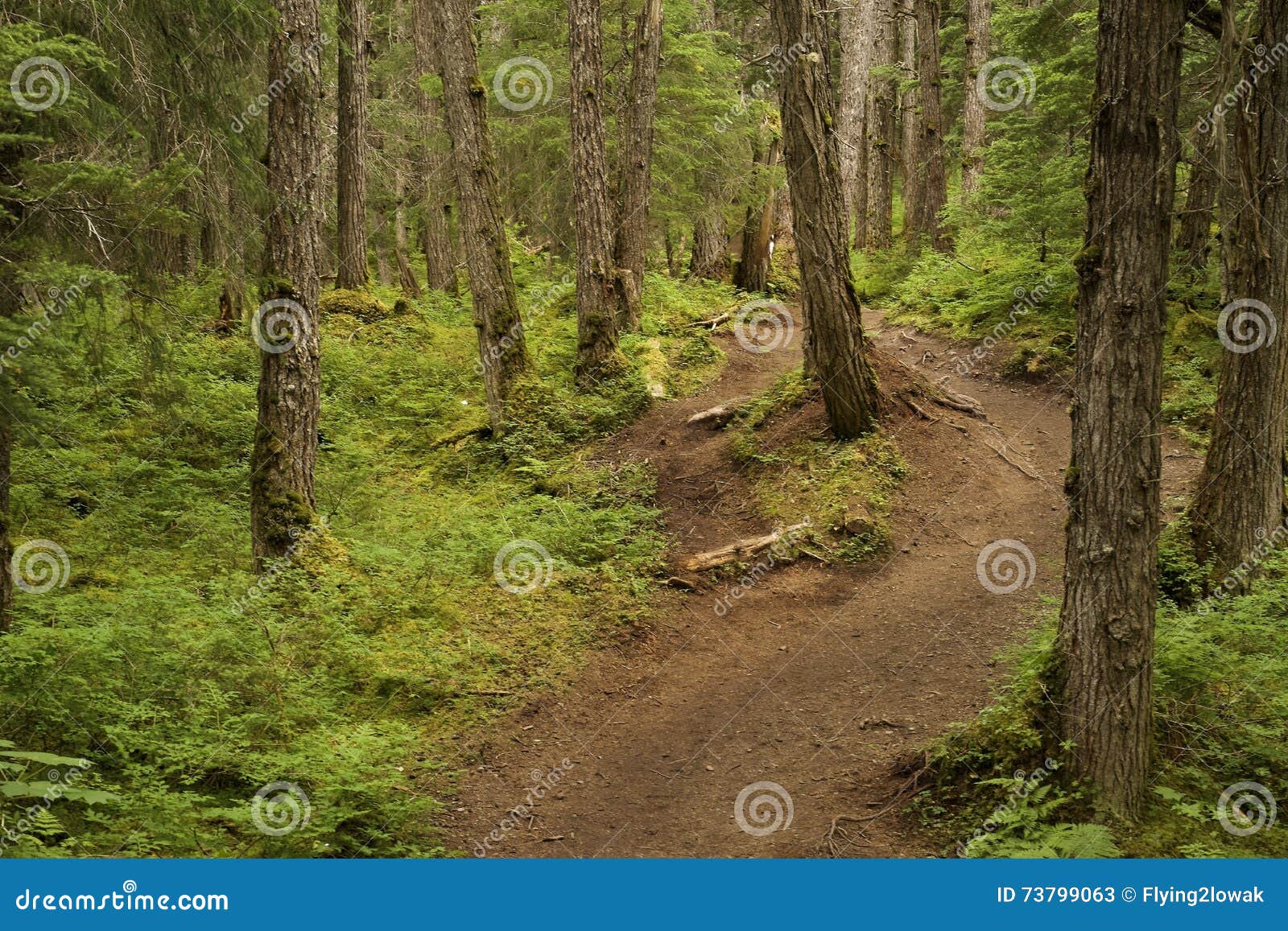 Path in Alaska through the Woods. Stock Image - Image of alaska, spruce ...
