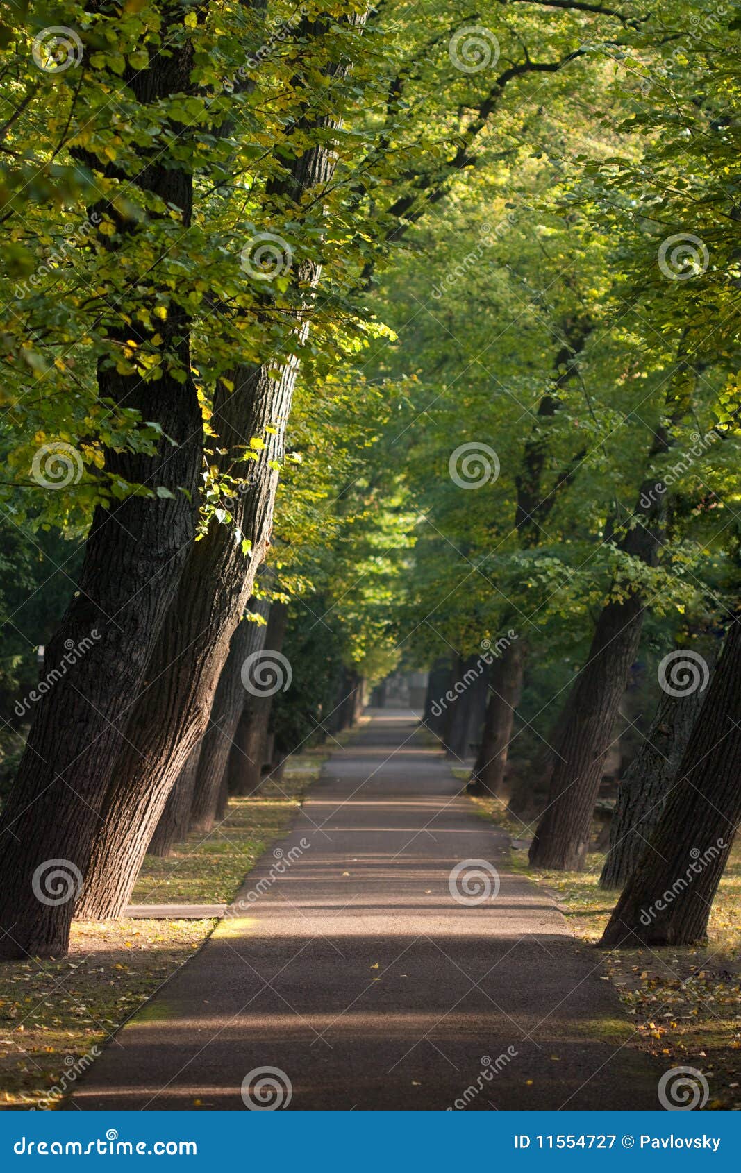 Path between Alley of Sloping Trees Stock Image - Image of summer ...