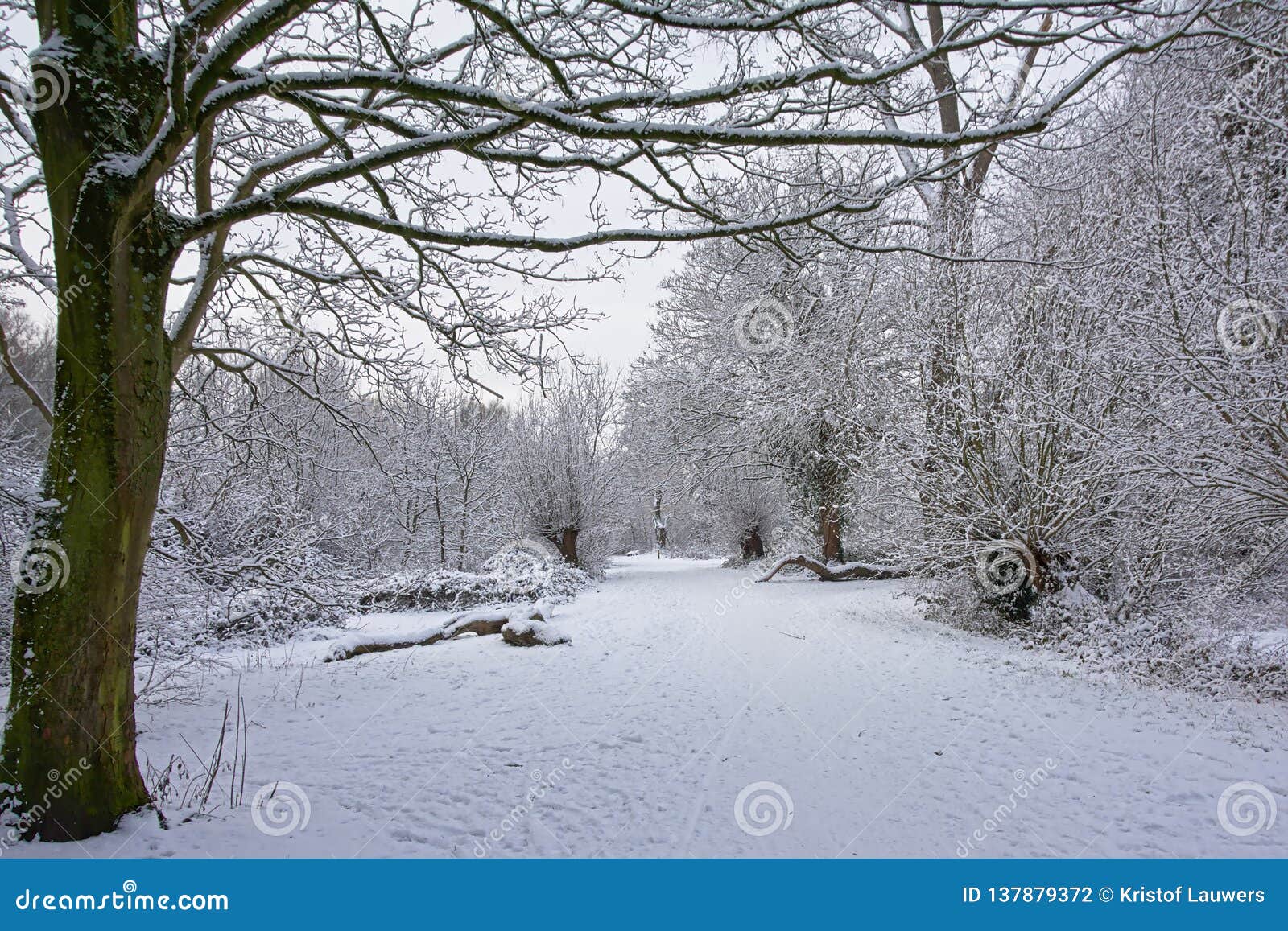 Path Along Bare Winter Trees and Shrubs Covered in Snow Stock Photo ...