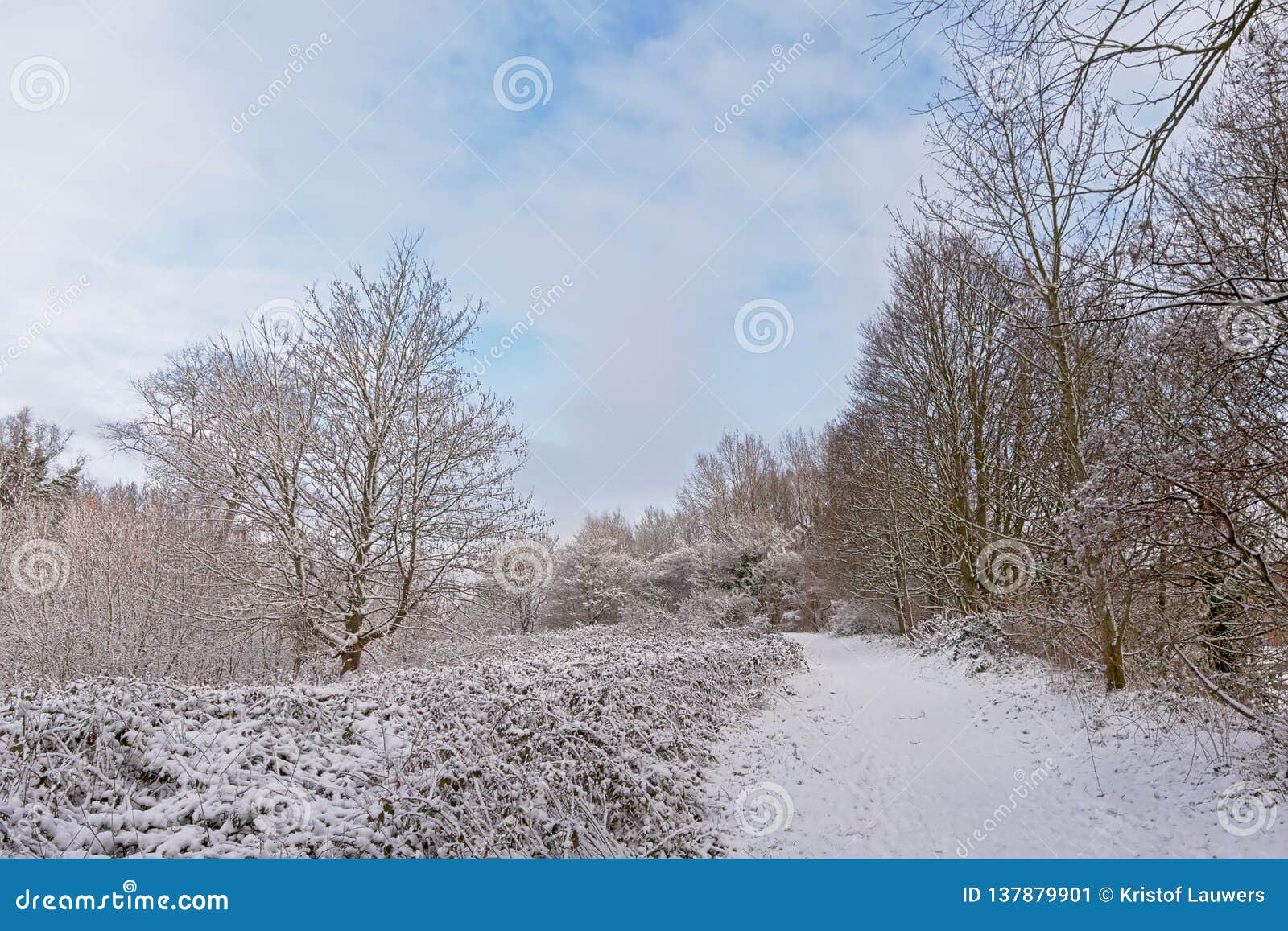 Path Along Bare Winter Trees and Shrubs Covered in Snow Stock Image ...