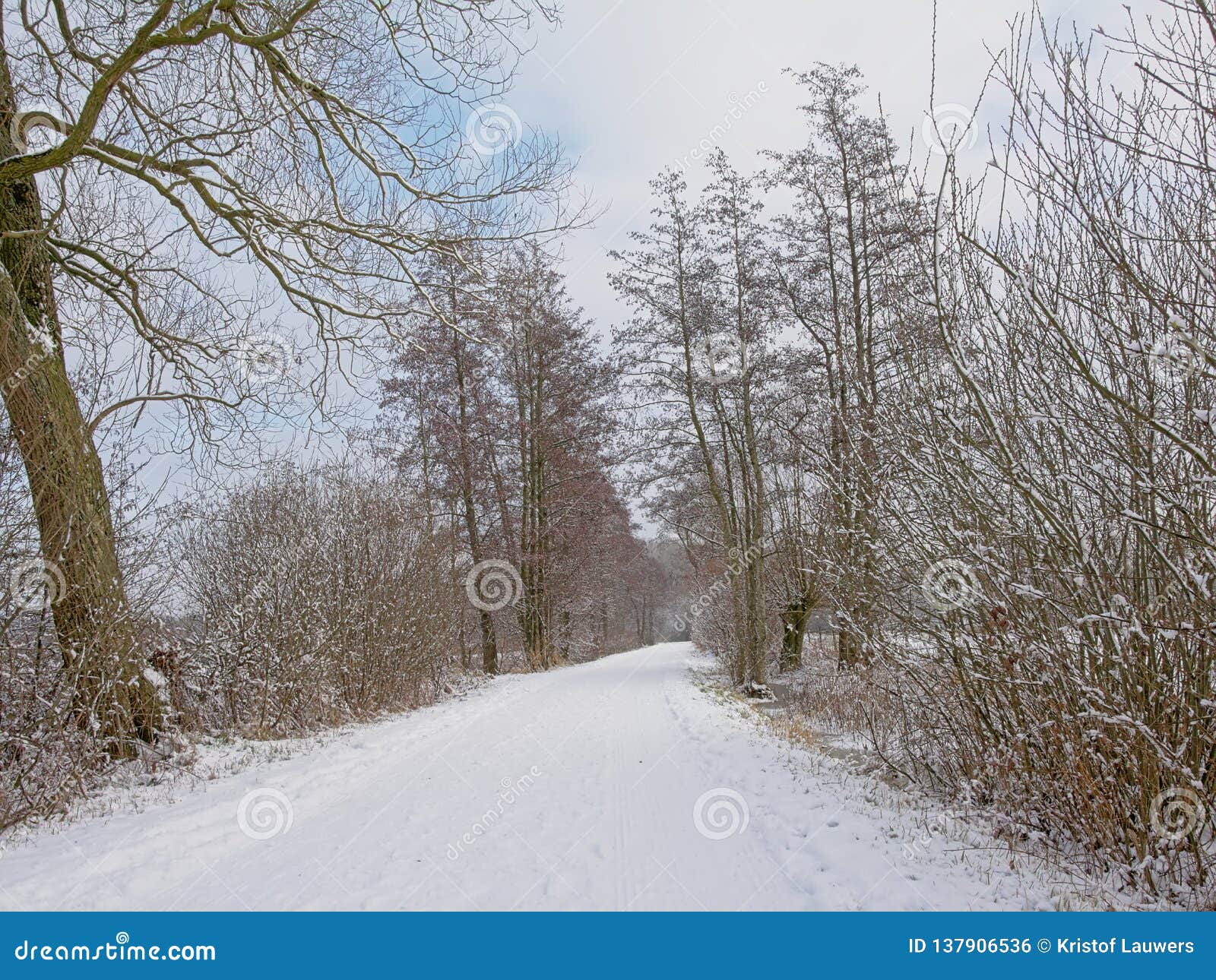 Path Along Bare Winter Trees and Shrubs Covered in Snow Stock Photo ...