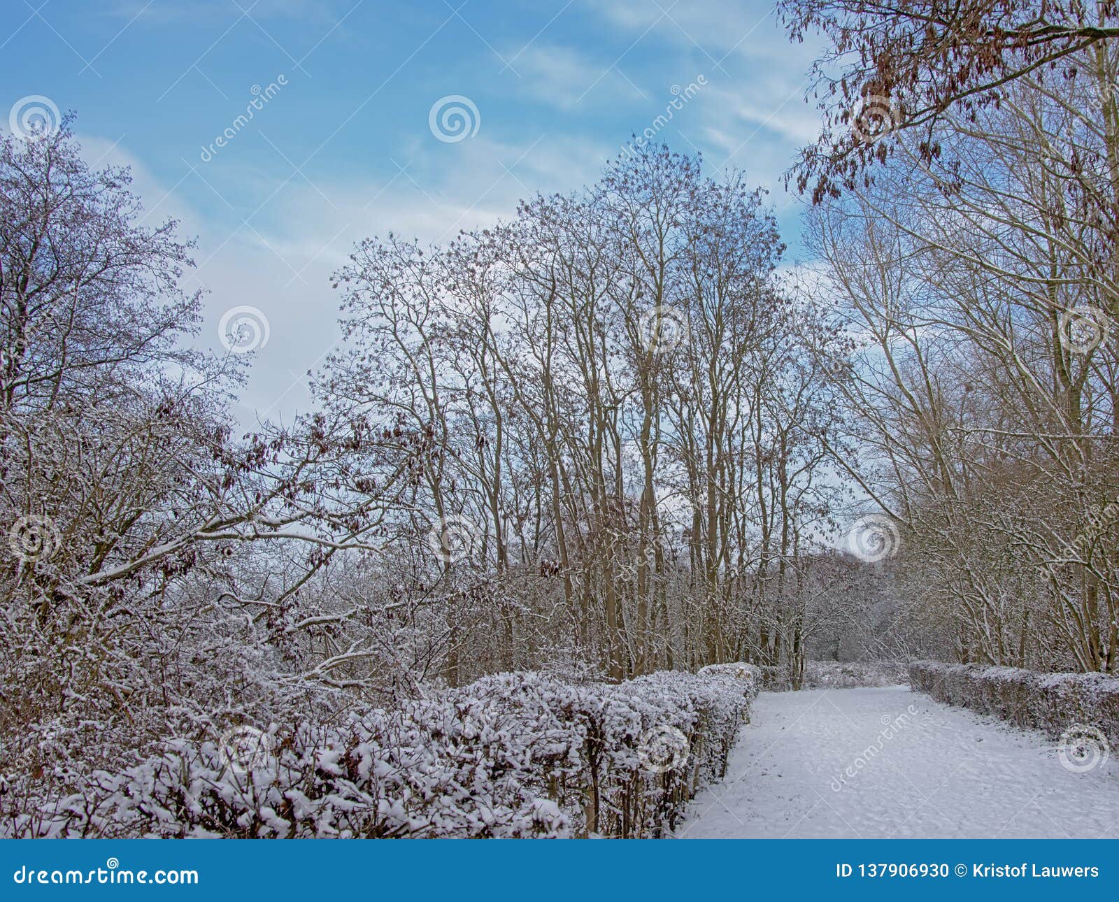 Path Along Bare Winter Trees and Shrubs Covered in Snow Stock Photo ...