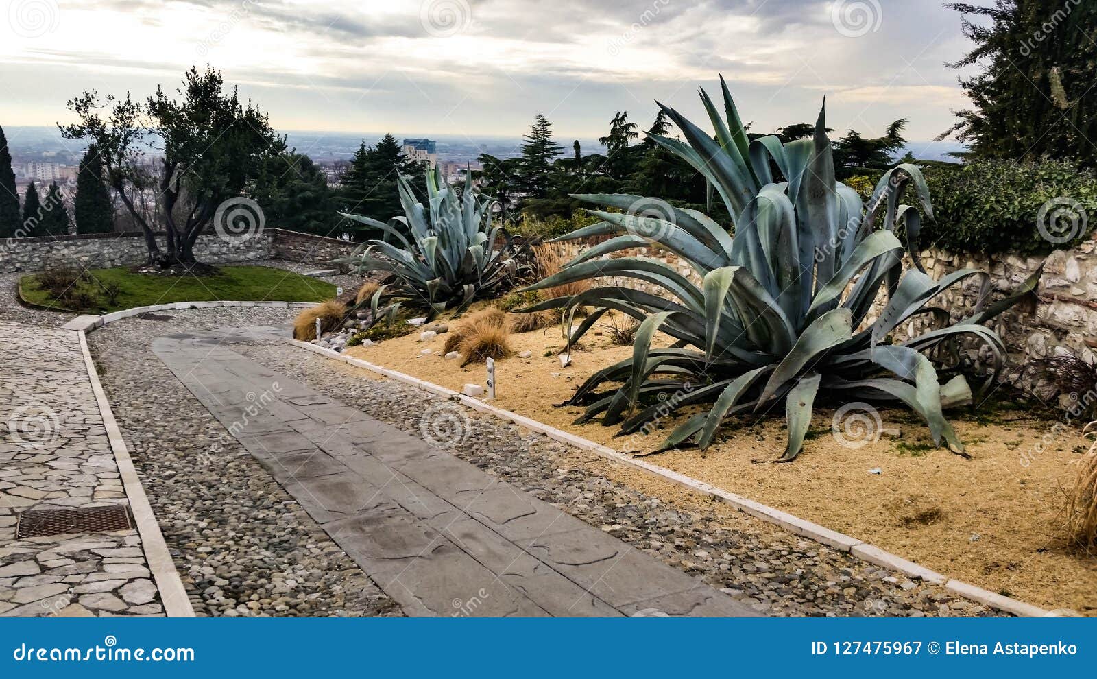 The path along the cactus stock image. Image of season - 127475967