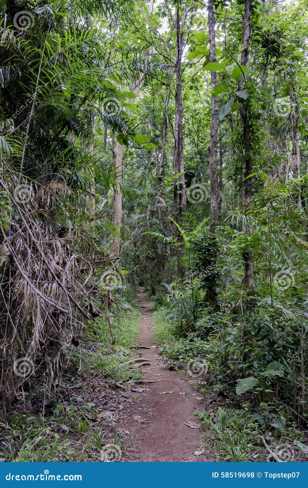 Path Along the Forest in Thailand Stock Photo - Image of branches ...