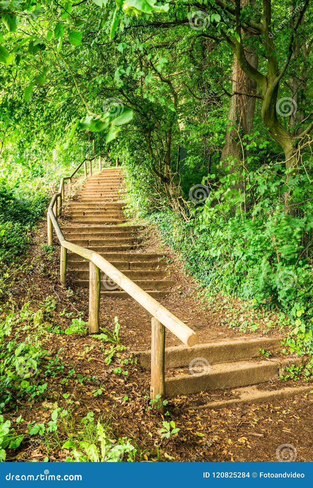 Path Along Green Trees at Park Stock Photo - Image of outdoors ...