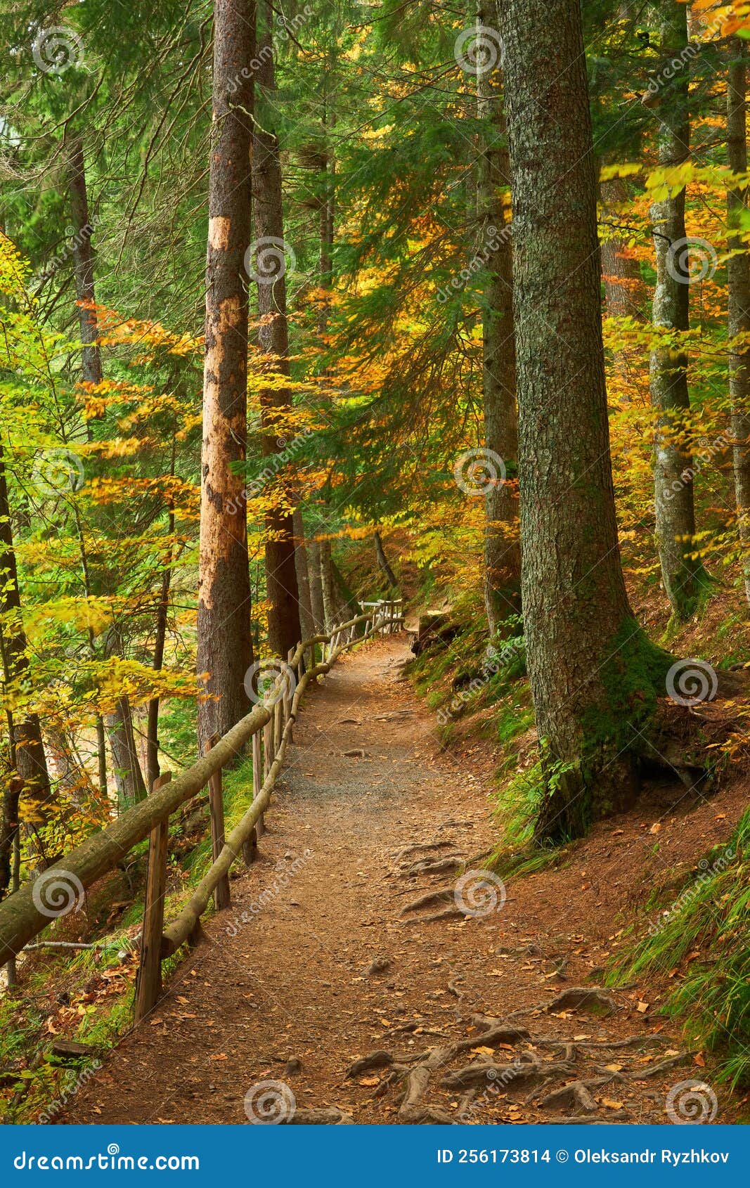 A Path Along the Lake in the Autumn Forest Stock Photo - Image of ...