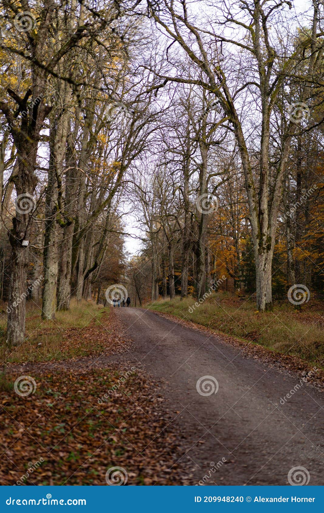 Path along old oak trees stock photo. Image of idyllic - 209948240