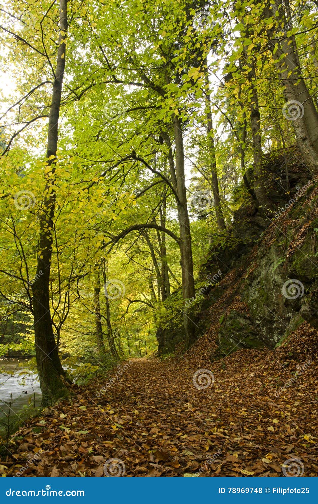 Path Along River in Fall Forest Stock Photo - Image of banks, daylight ...