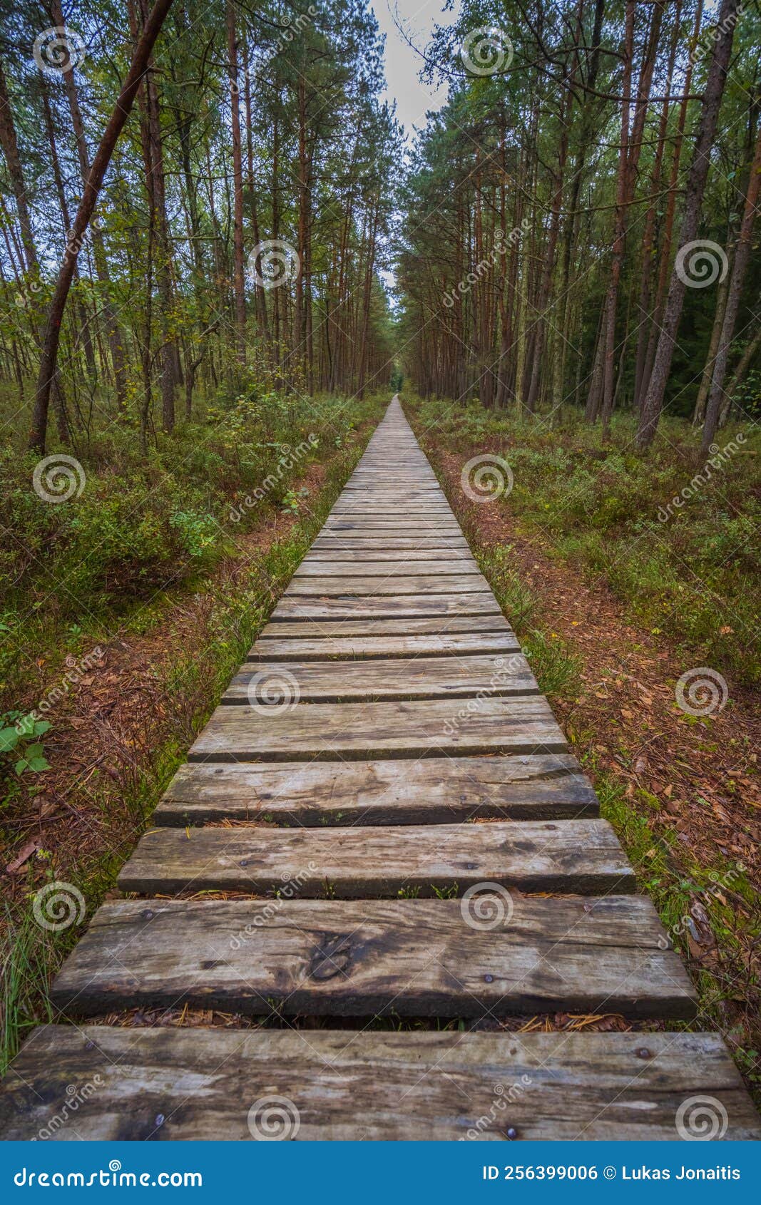 Path Along the Swamp in Lithuania, Varnikai Stock Photo - Image of ...