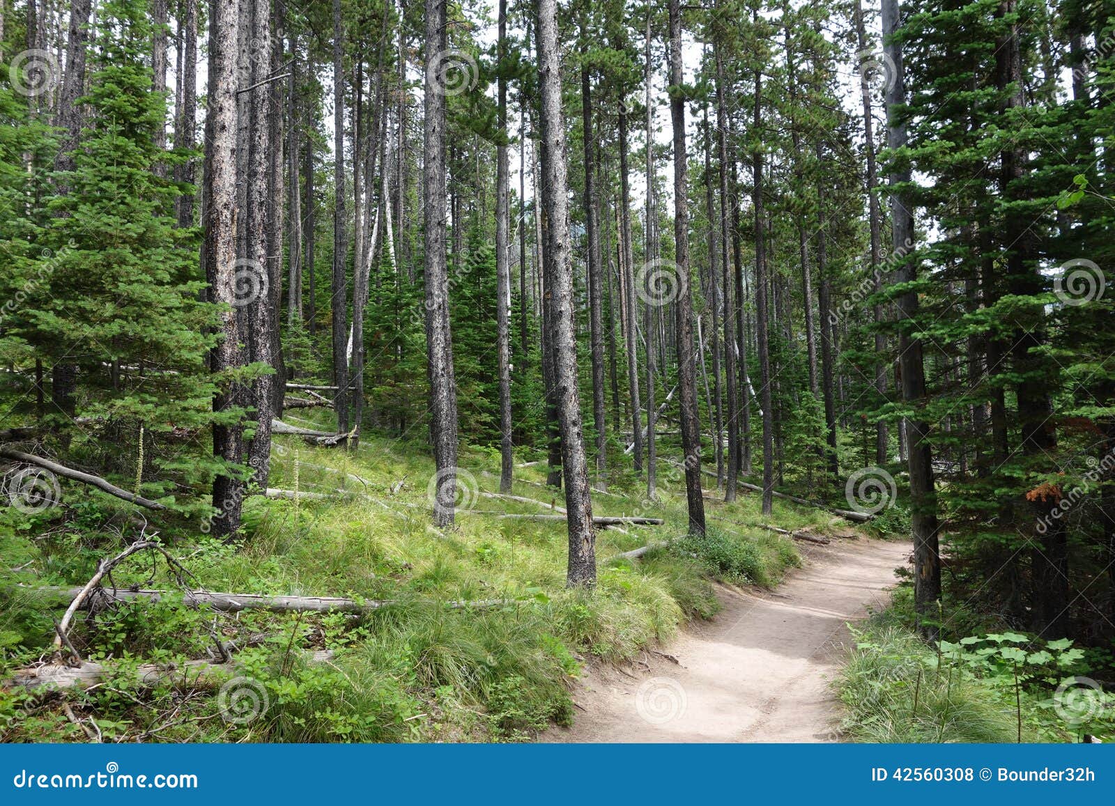 A Path through an Alpine Forest in Canada. Stock Photo - Image of ...