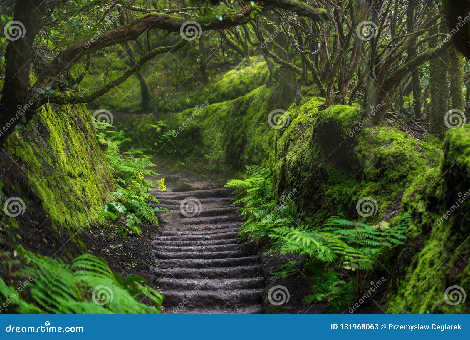 Path in Anaga Rainforest on Tenerife Island, Spain Stock Image - Image ...
