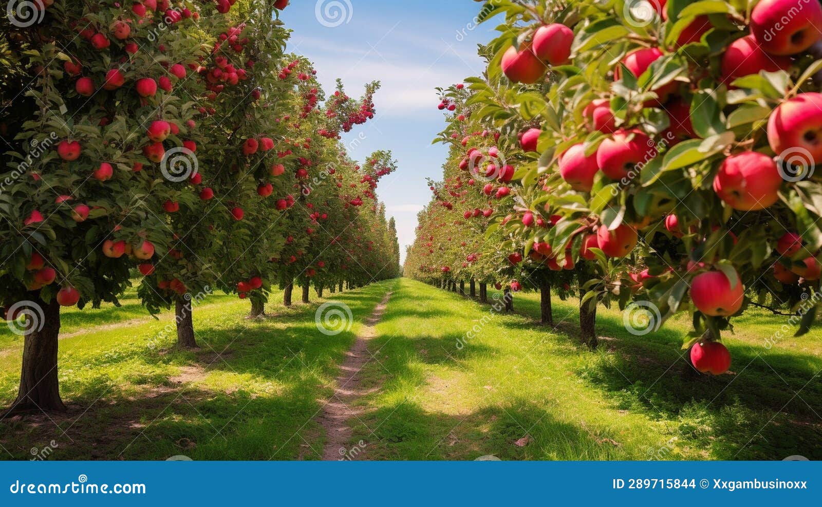 Path between Apple Orchard in Spring Stock Illustration - Illustration ...