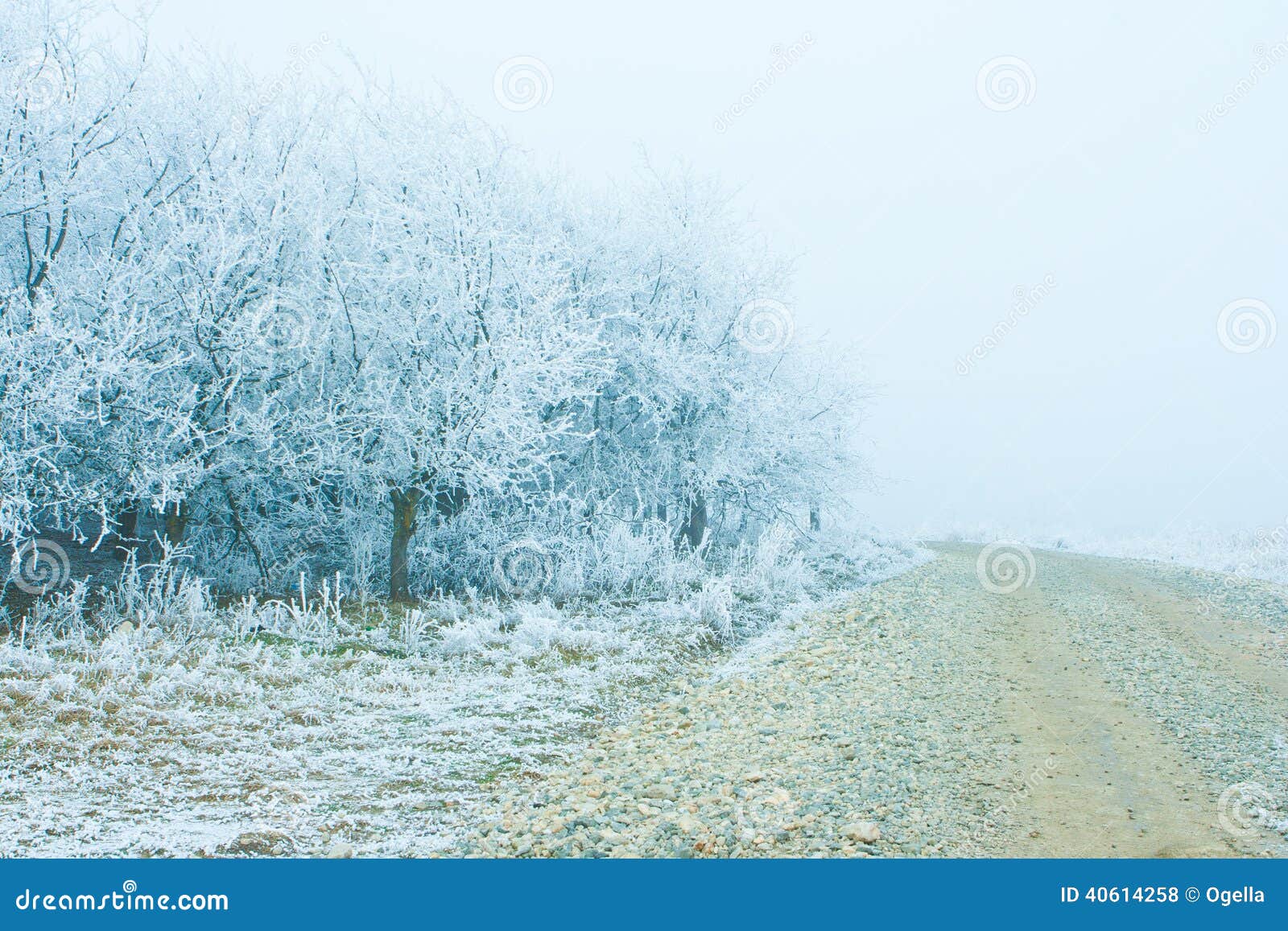 Path through Apple Orchard in Twilight Stock Photo - Image of garden ...