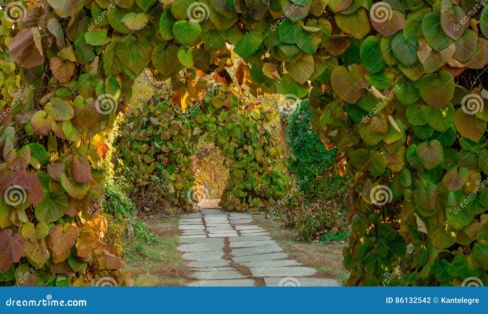 Path in arch of plants stock photo. Image of alley, design - 86132542