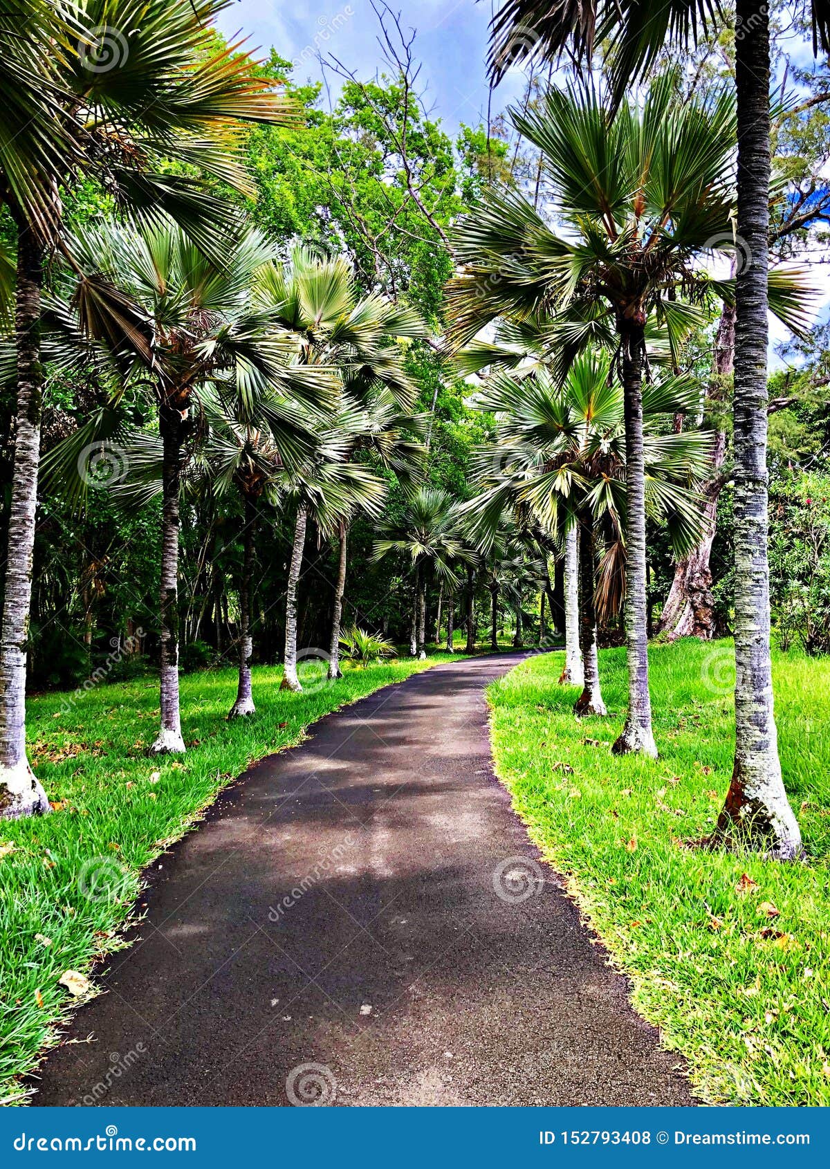 Path Around Palm Trees, Mauritius Island Stock Photo - Image of palm ...