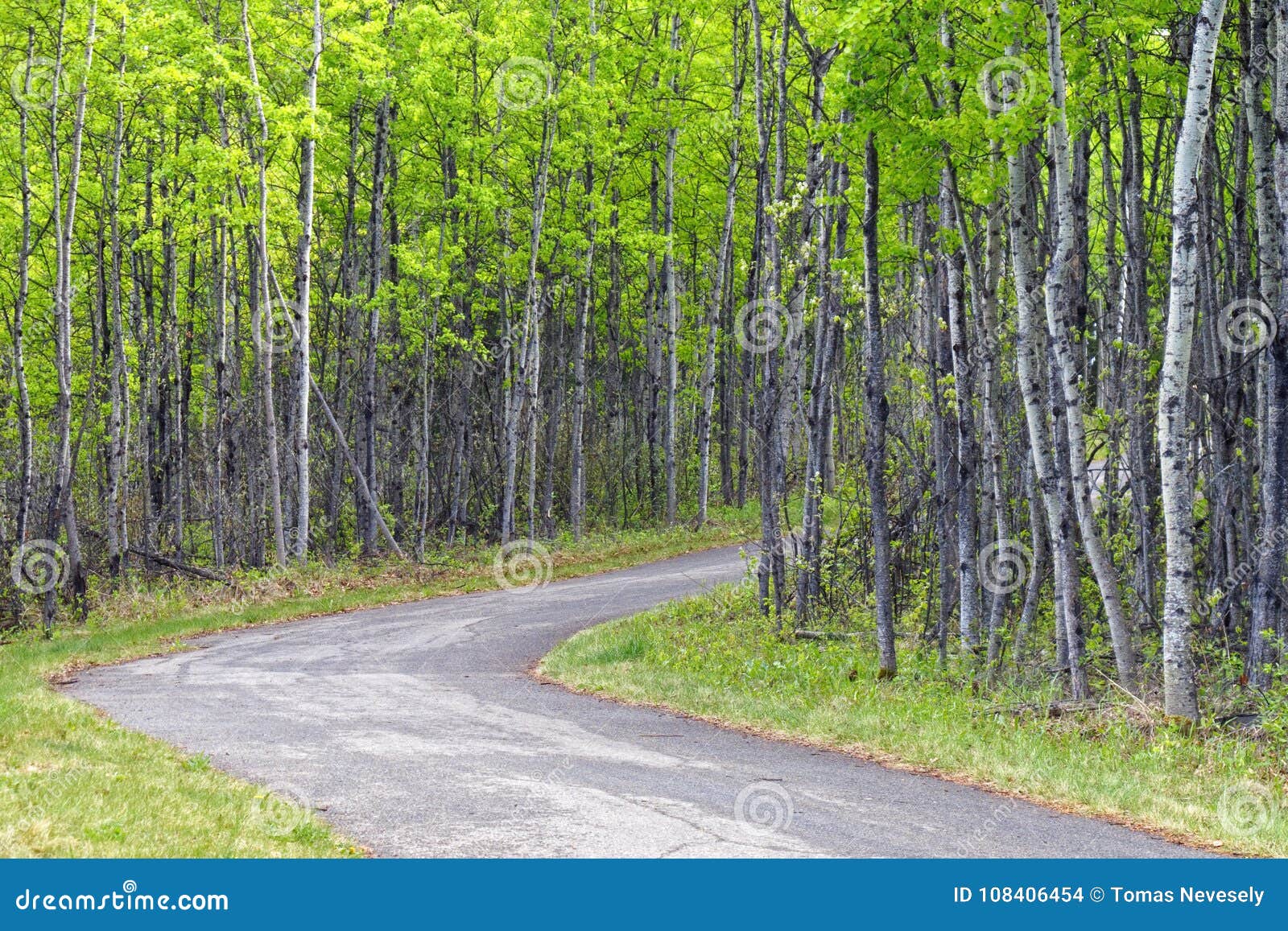 A Path through an Aspen Forest Stock Photo - Image of bush, hike: 108406454