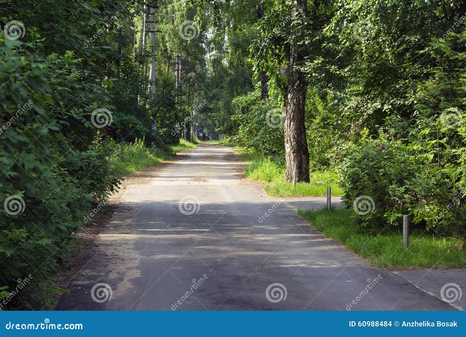 Path on the Asphalt Road through the Forest Stock Photo - Image of ...