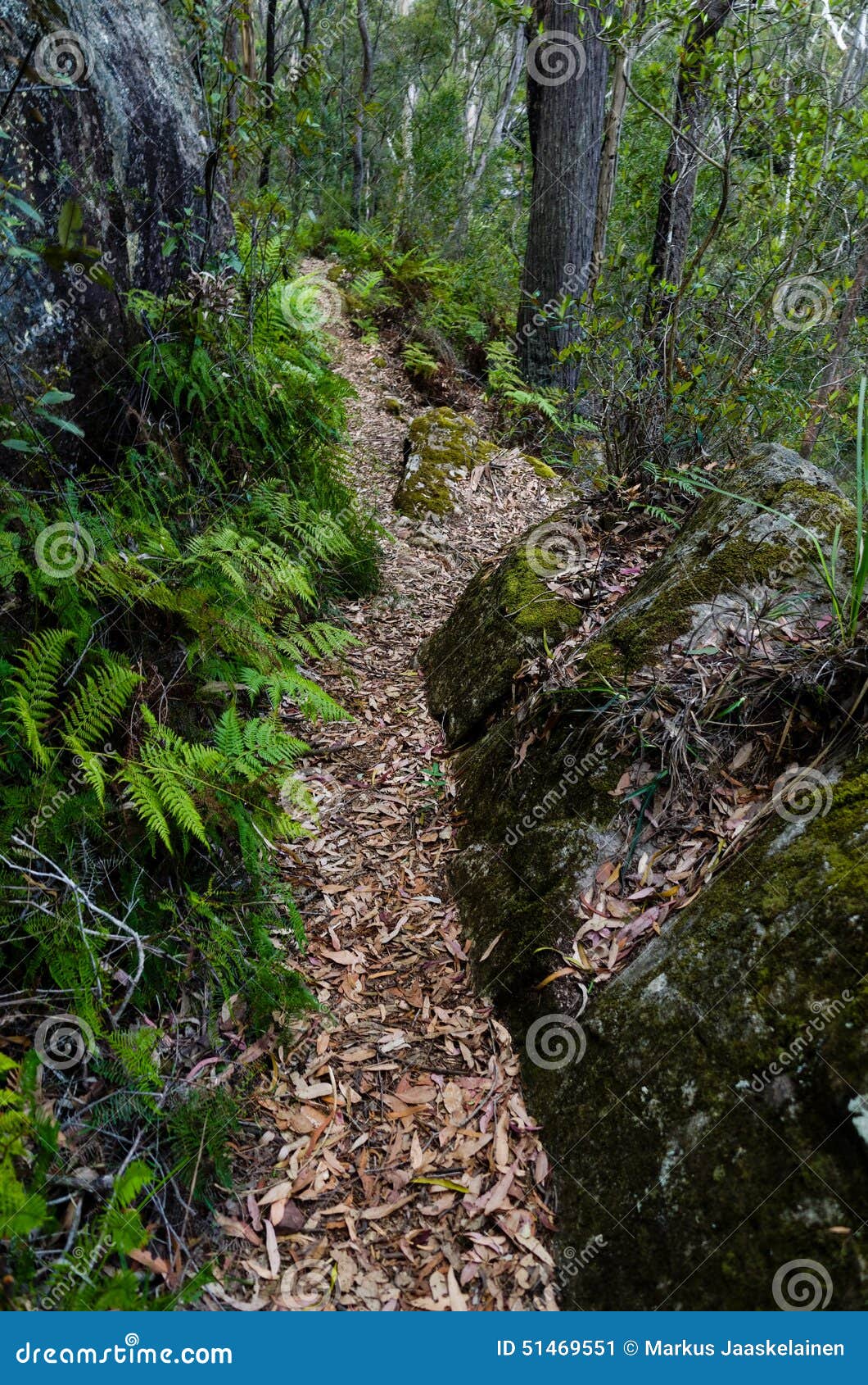 Path through Australian Rainforest Stock Image - Image of ferns, nature ...