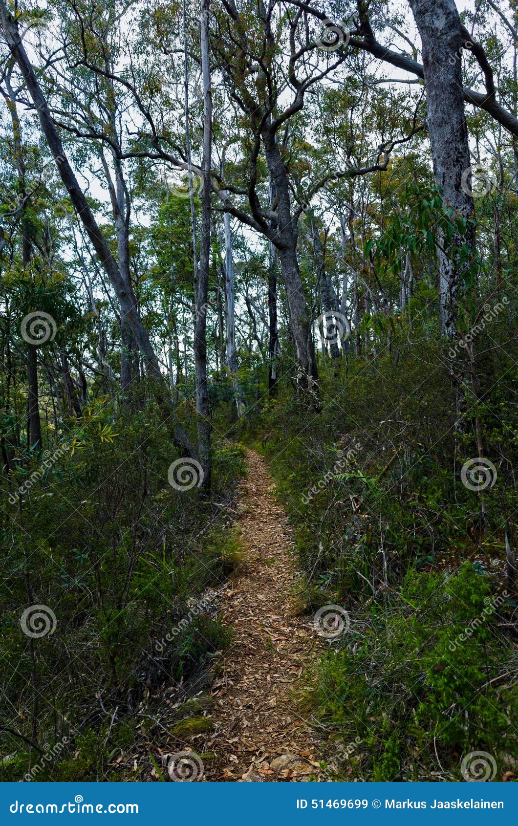 Path through Australian Rainforest Stock Image - Image of vegetation ...