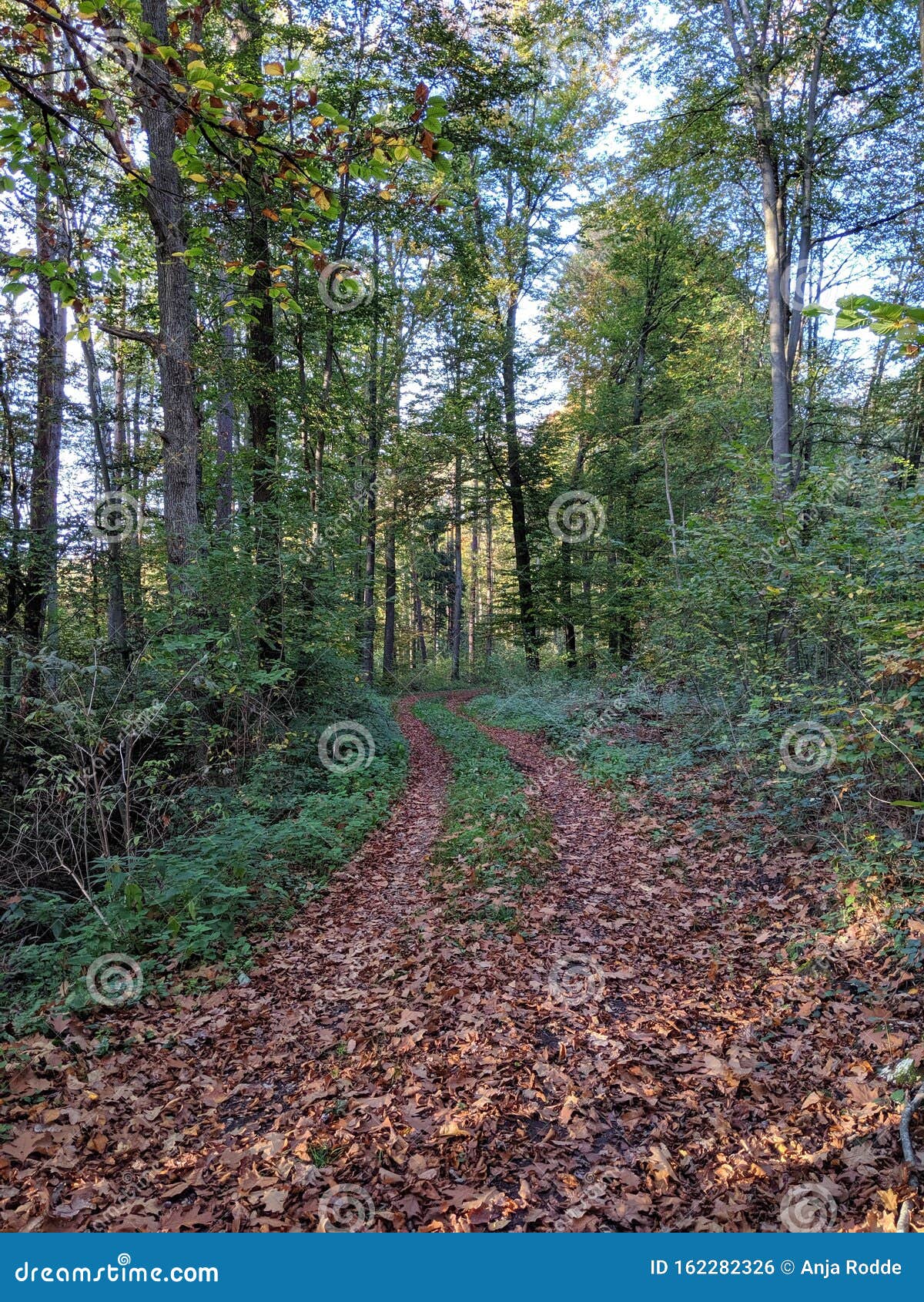 A Path in the a Automn Wood Stock Photo - Image of nature, path: 162282326