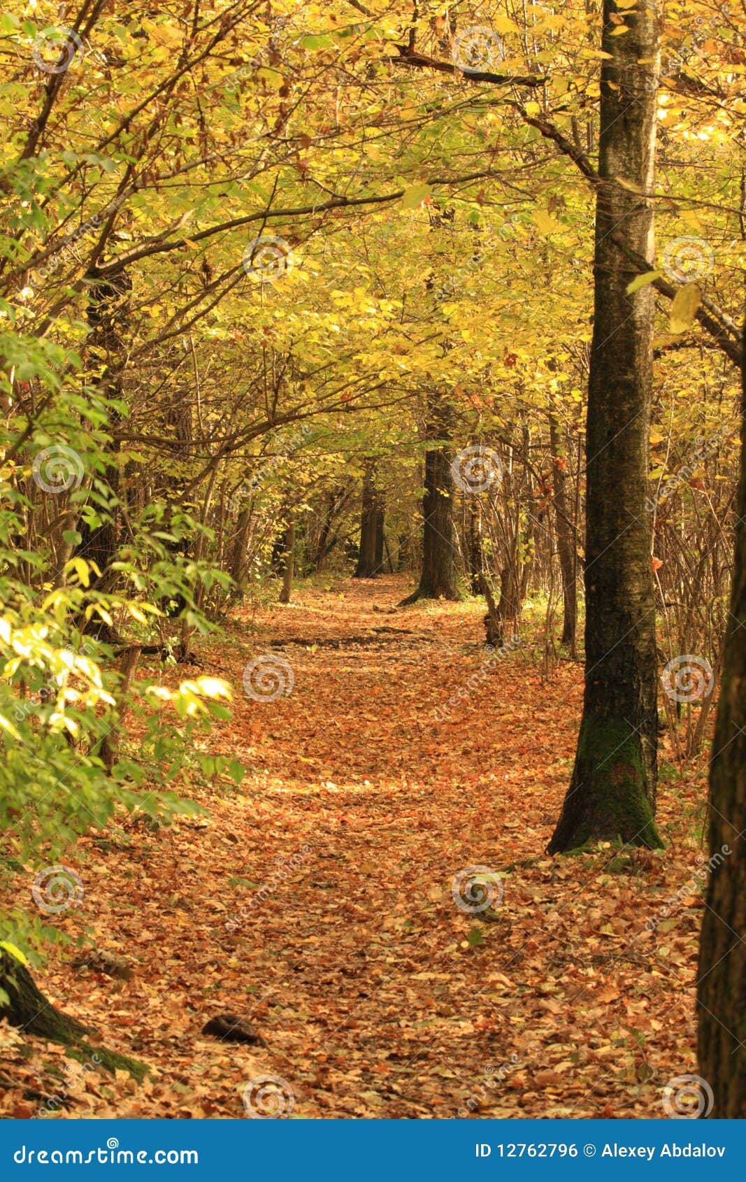 Path in autumn stock photo. Image of orange, brown, bright - 12762796