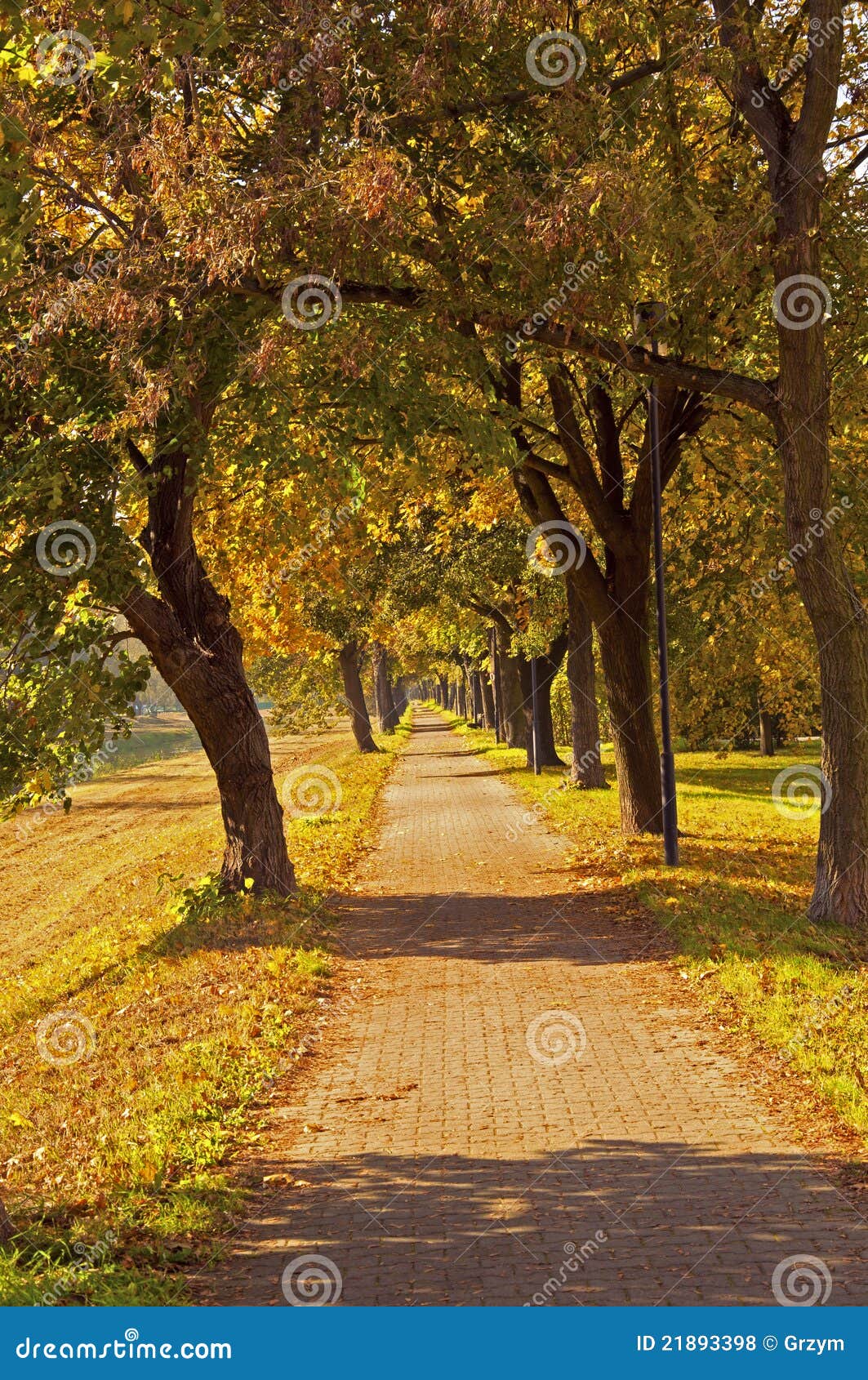 Path in Autumn stock photo. Image of flora, leaves, nature - 21893398