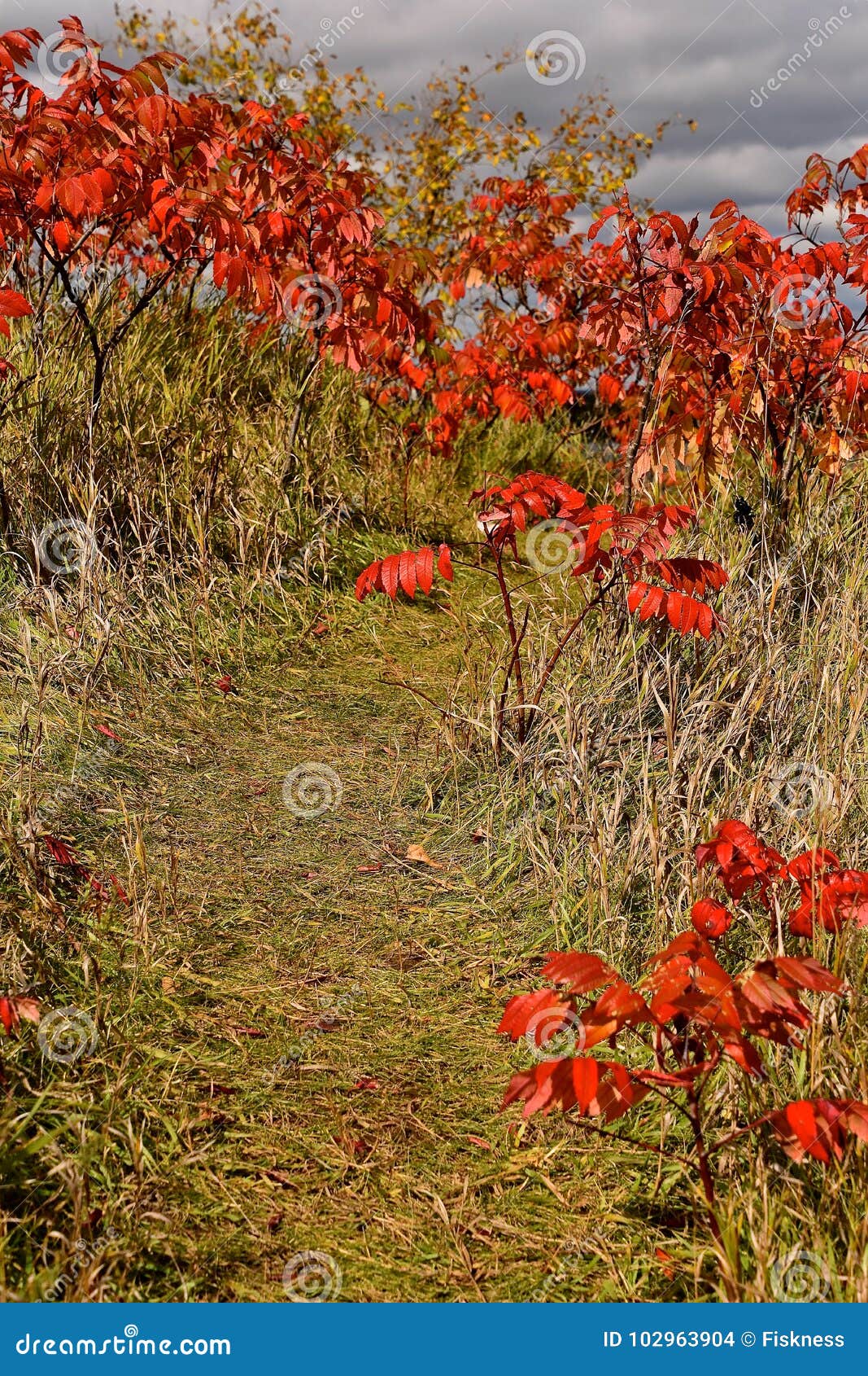 A Path through the Autumn Colored Sumac Stock Photo - Image of flora ...