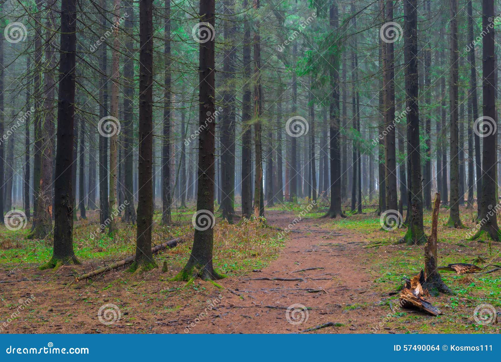 The Path in the Autumn Coniferous Forest Stock Photo - Image of morning ...