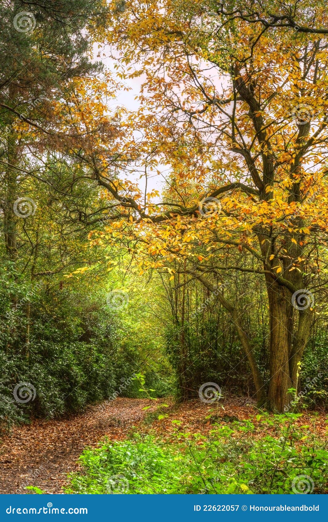 Path through Autumn Fall Colorful Forest Stock Image - Image of vibrant ...