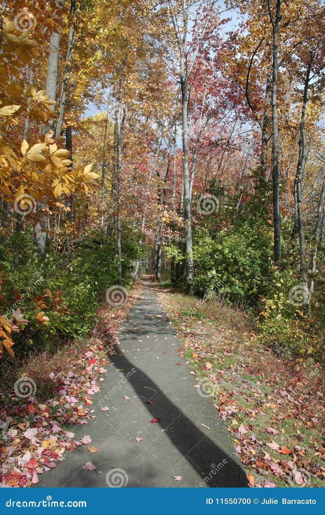 Path of autumn foliage stock photo. Image of garden, beauty - 11550700