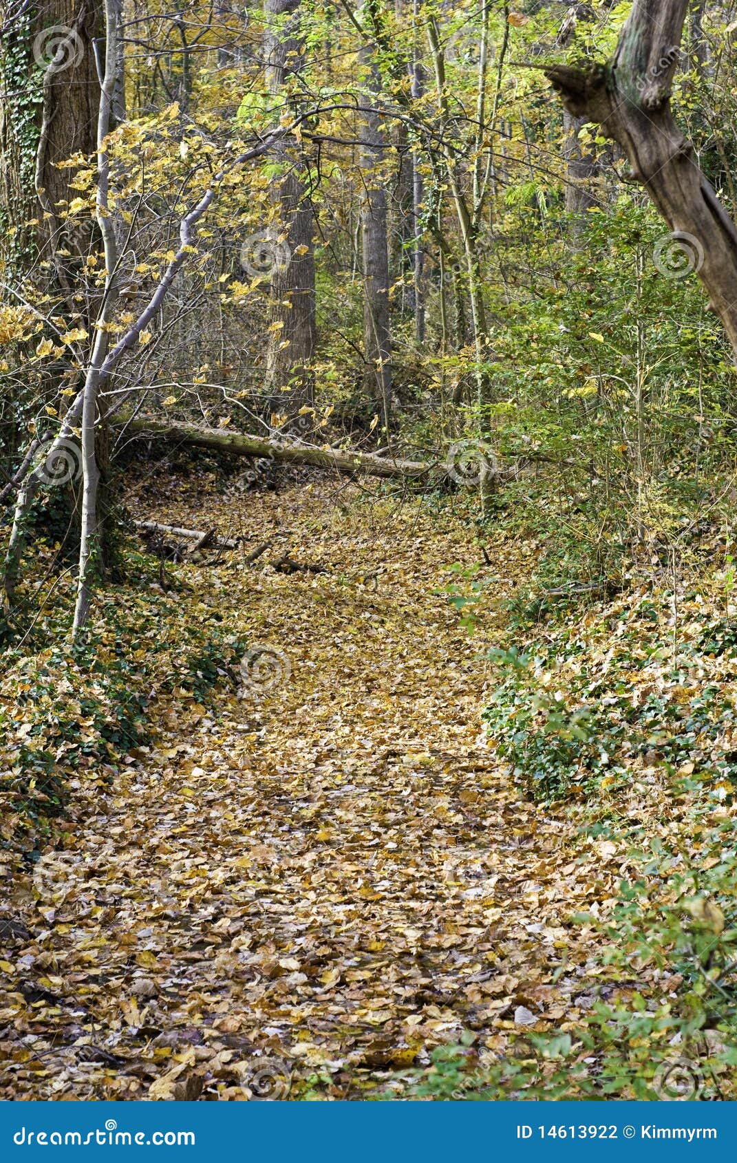PATH through AUTUMN FOREST stock photo. Image of path - 14613922