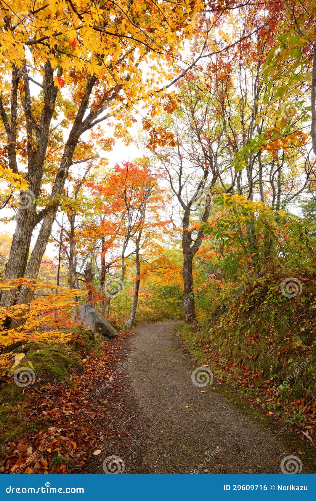 Path in autumn forest stock photo. Image of colorful - 29609716