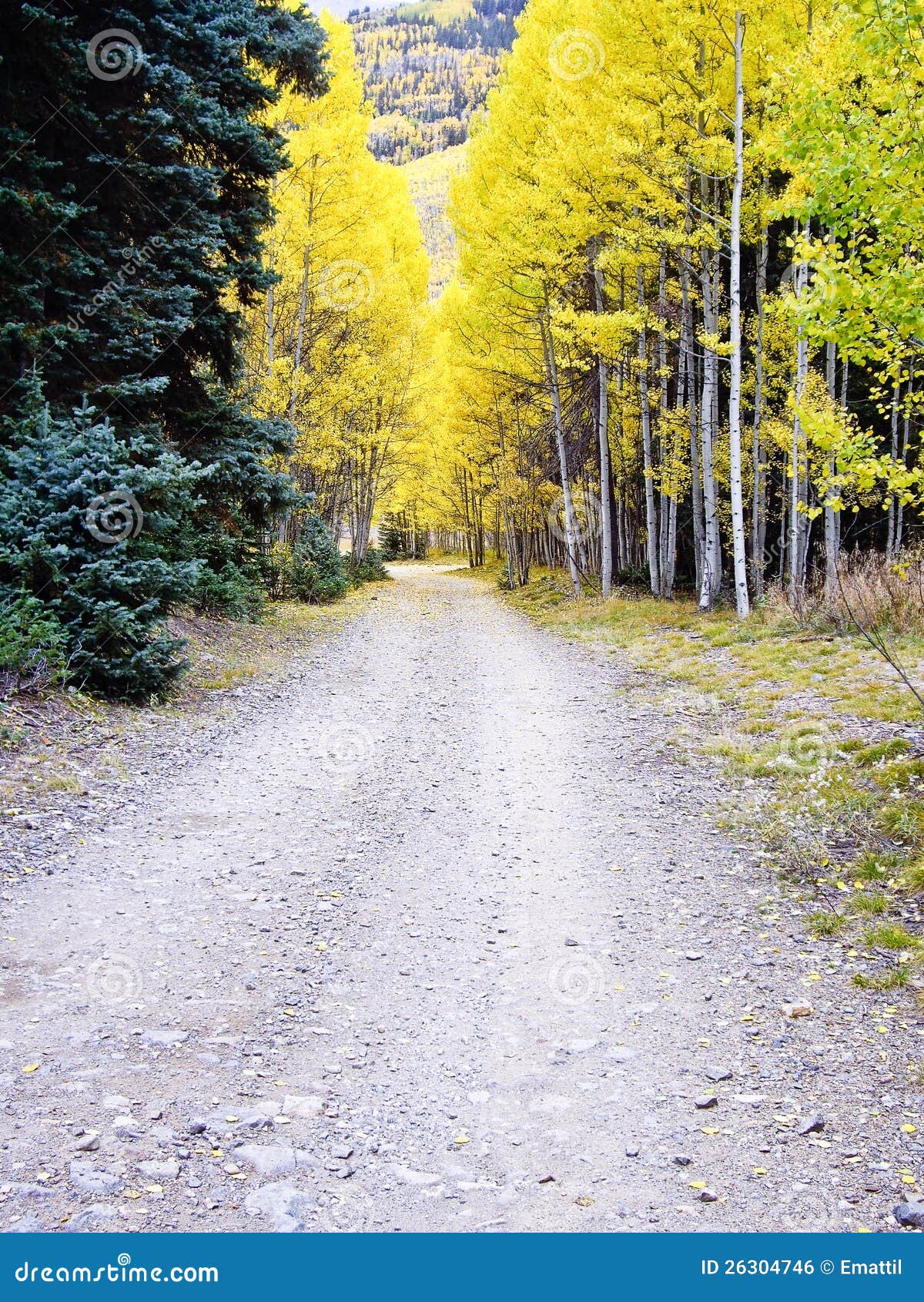Path in Autumn Forest of Aspens Stock Photo - Image of elevation ...