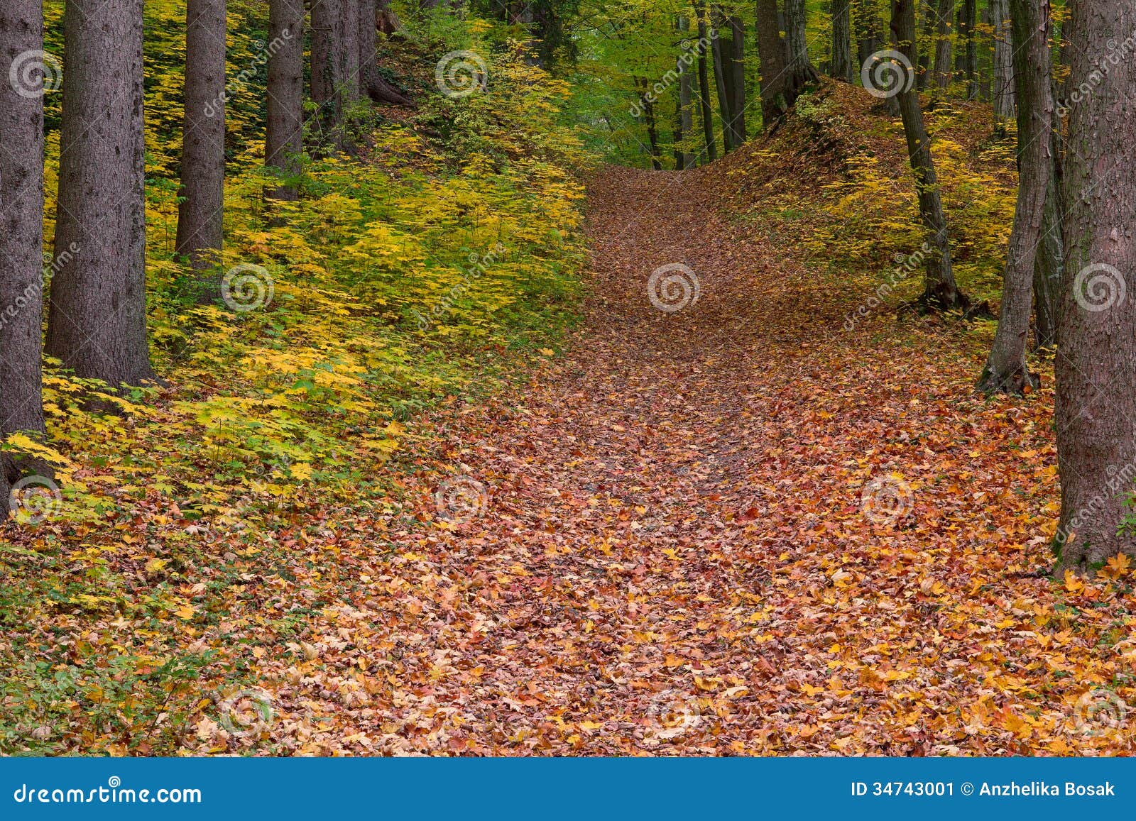 Path through autumn forest stock image. Image of branch - 34743001