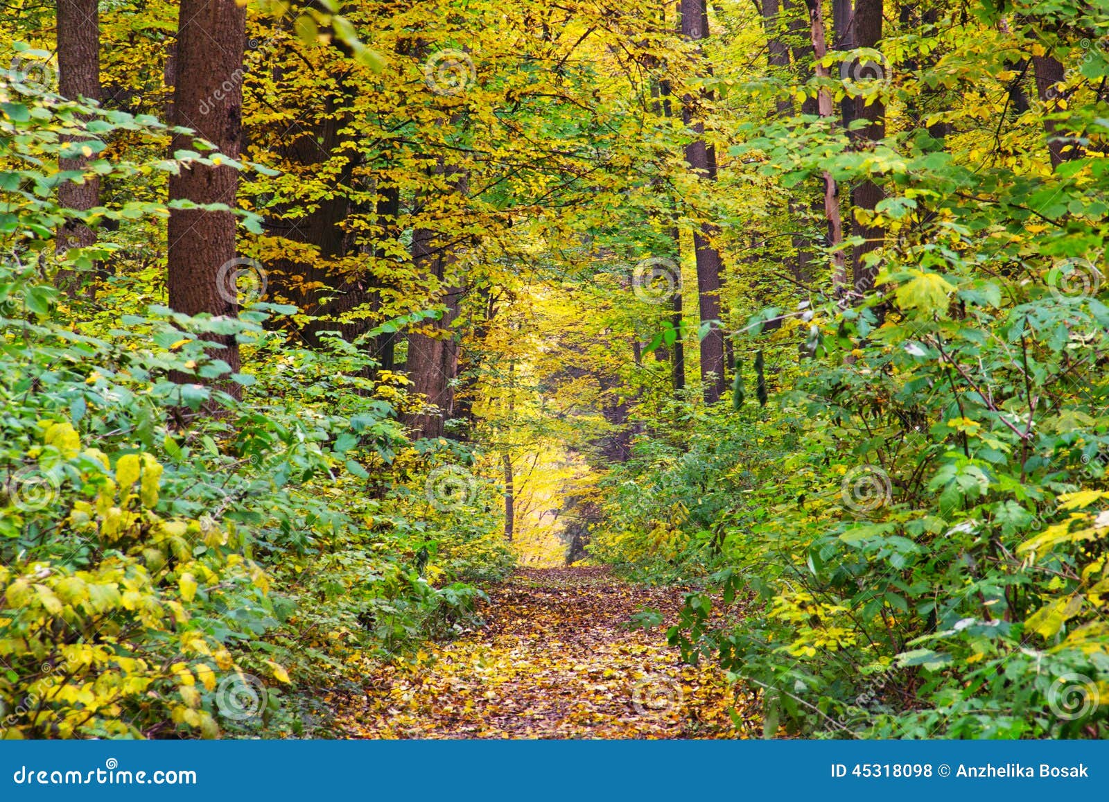 Path through autumn forest stock photo. Image of change - 45318098