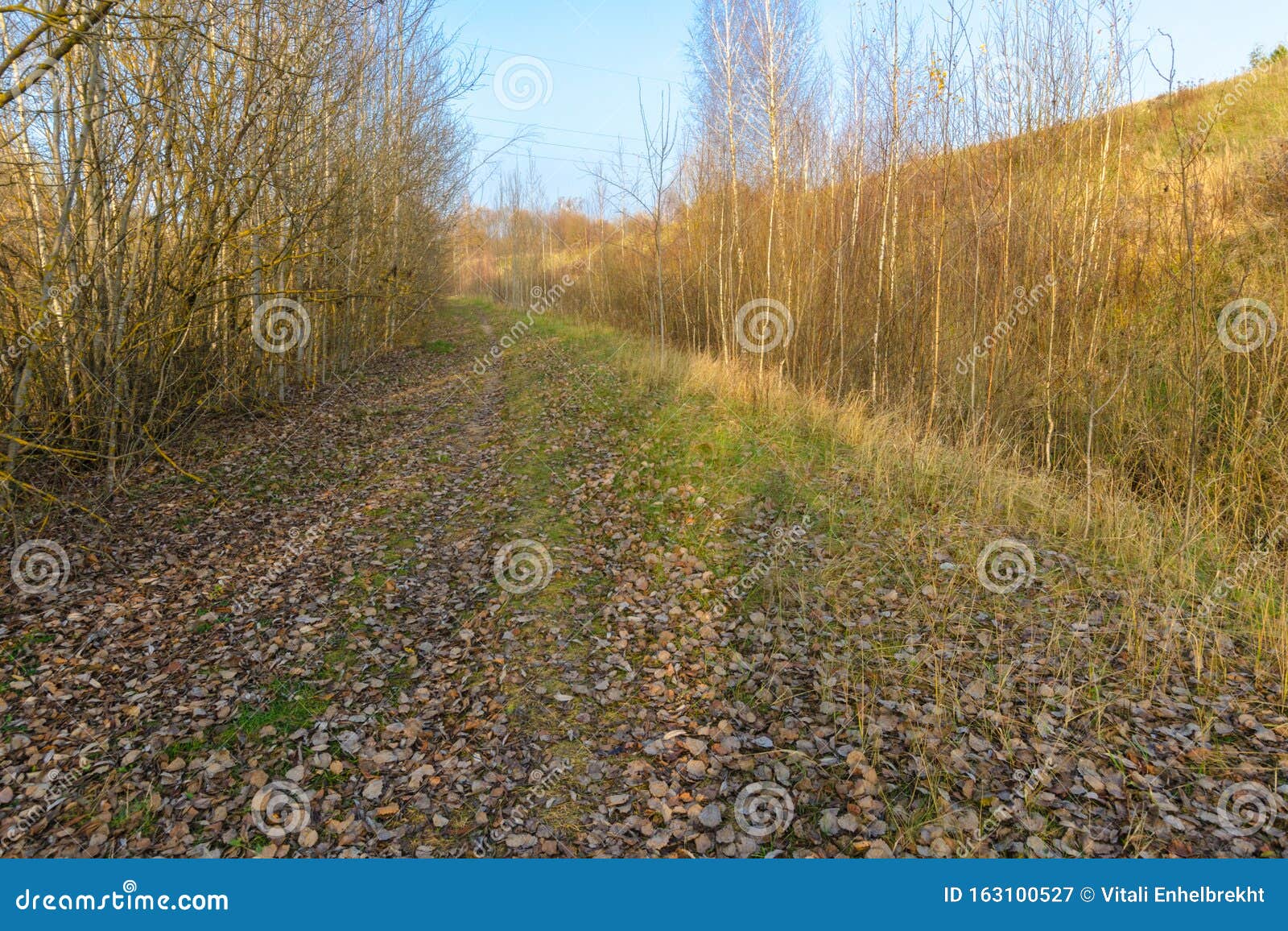 Path in the Autumn Forest Going into the Distance Stock Image - Image ...