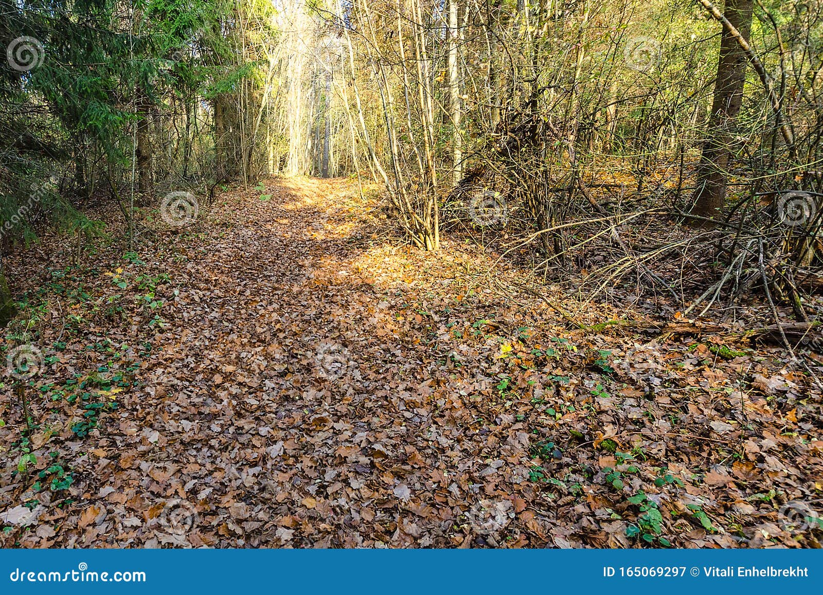 Path in the Autumn Forest Going into the Distance Stock Image - Image ...