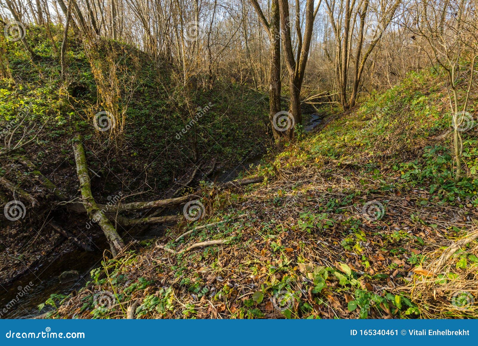 Path in the Autumn Forest Going into the Distance Stock Image - Image ...