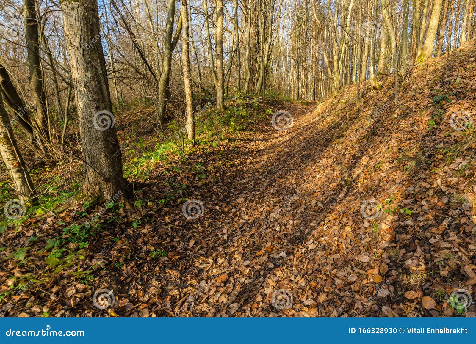 Path in the Autumn Forest Going into the Distance Stock Photo - Image ...