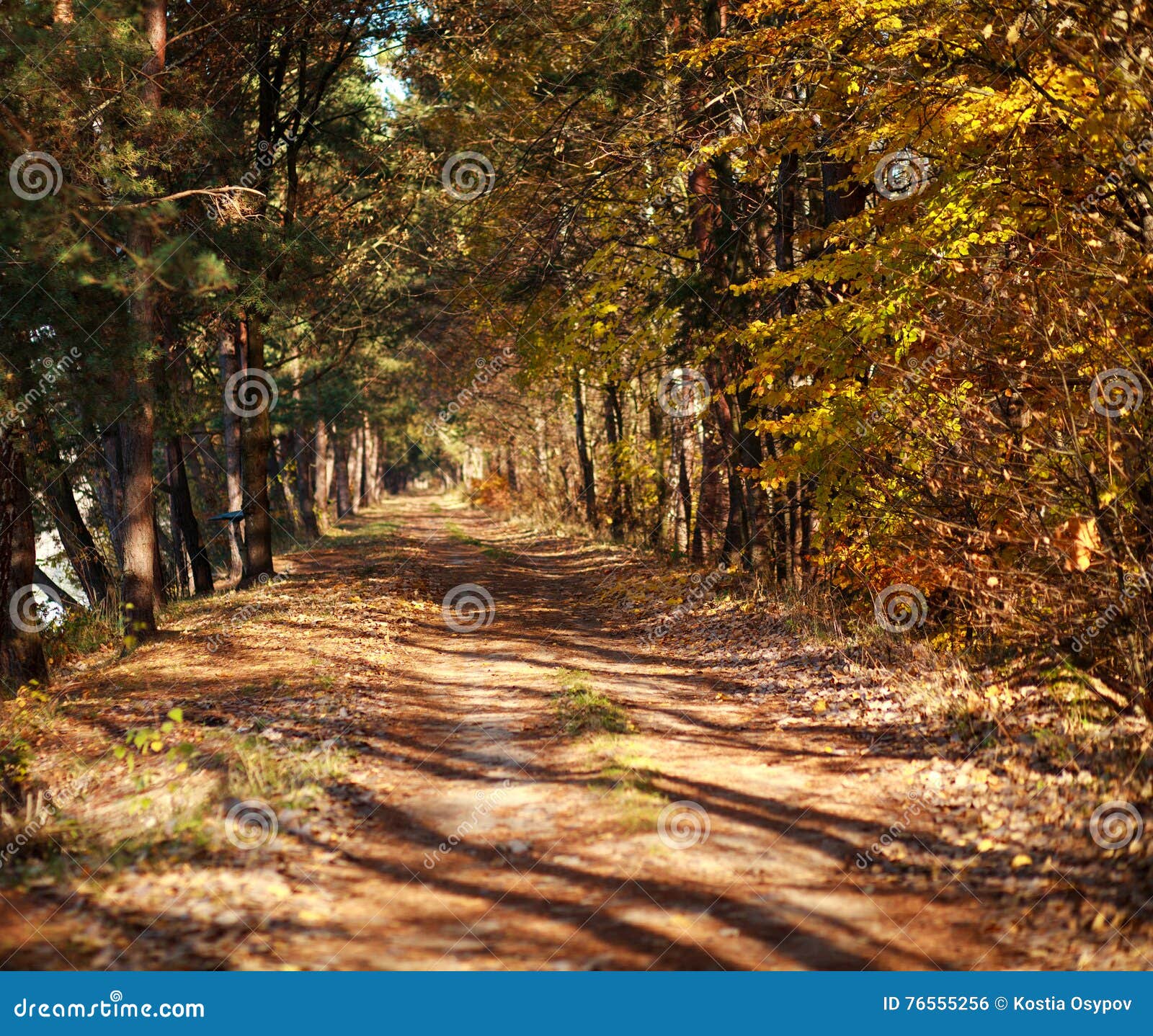 Path in the Autumn Forest in Rays of the Rising Sun Stock Photo - Image ...